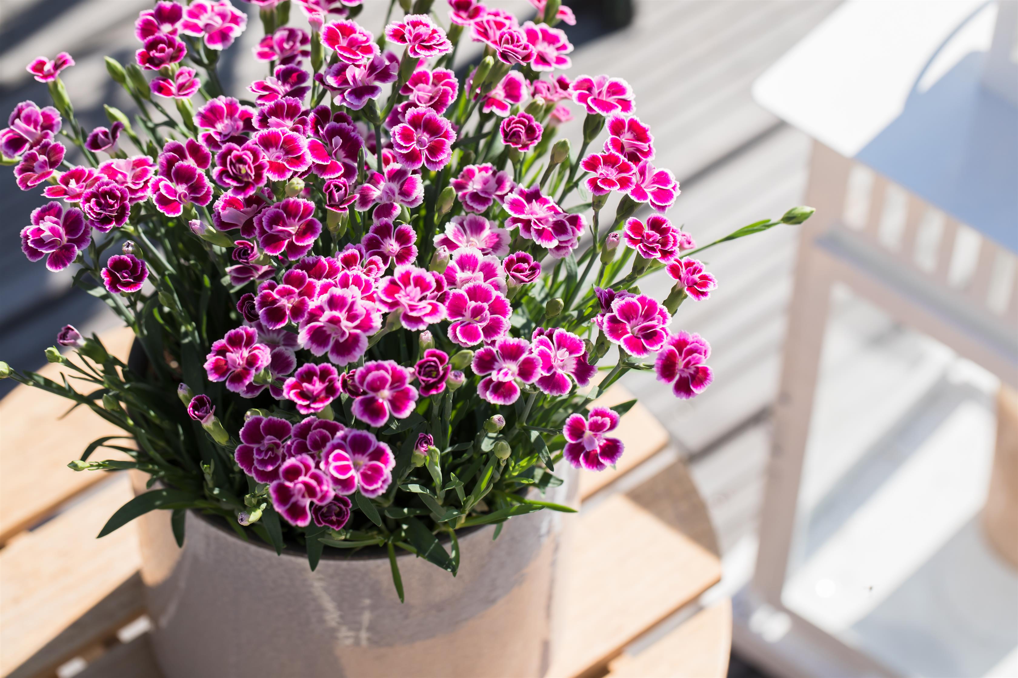 Nellike Dianthus hybrid 'Pink Kisses' 3 liter potte | Plantorama