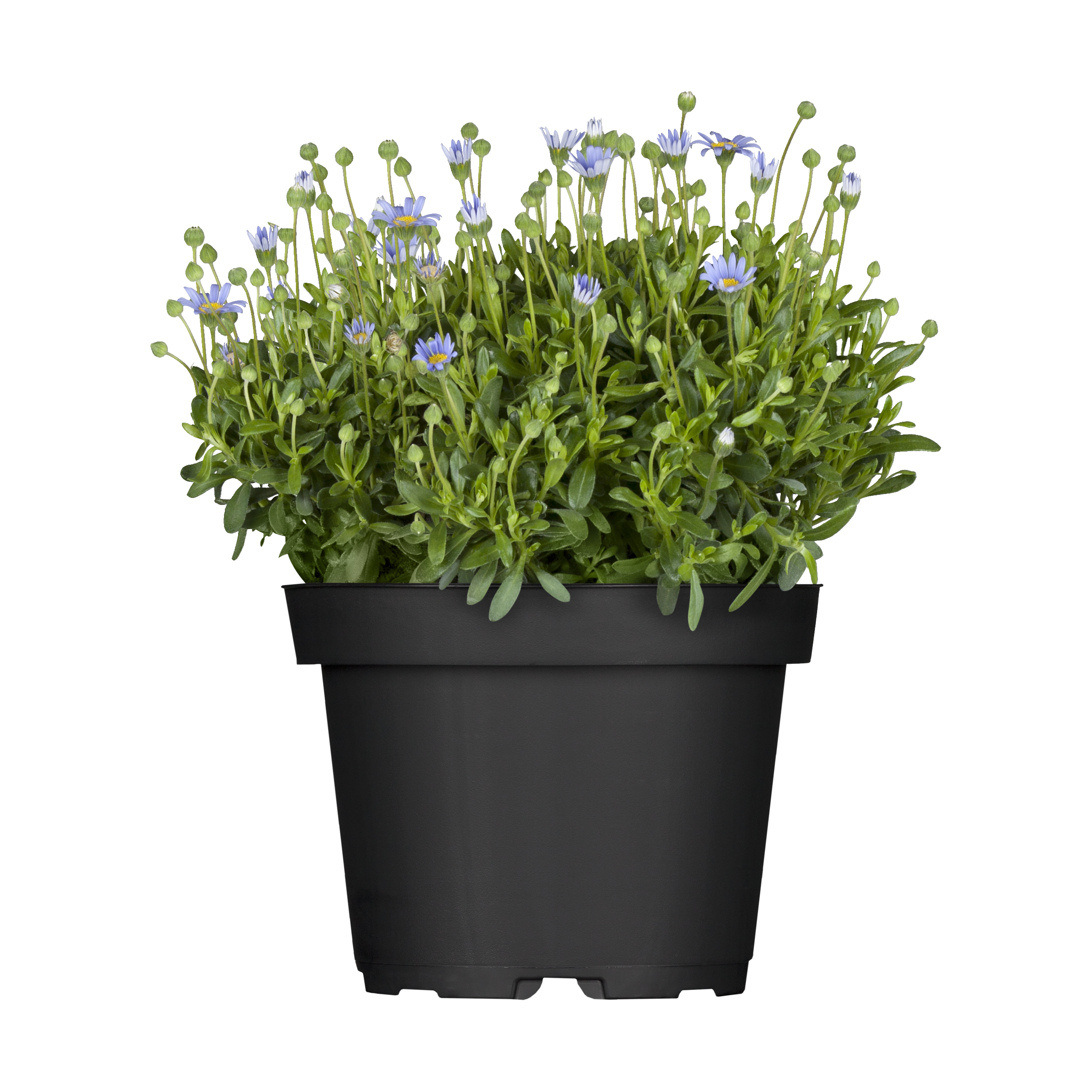 Blå Margerit, Felicia amelloides 'Felicitara Blue', Ø10,5 cm potte ...