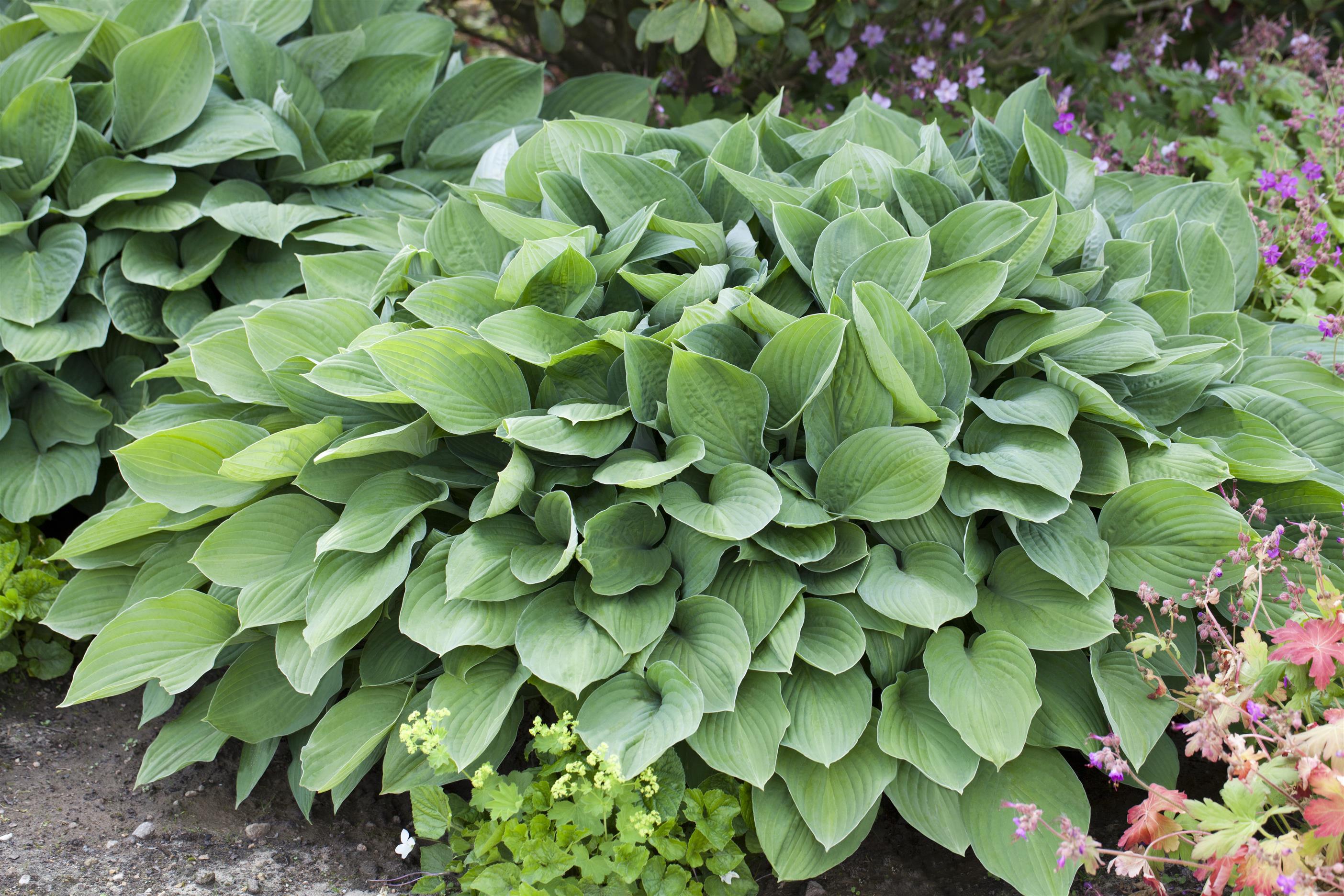 Funkia, assorterede sorter, Hosta x fortunei, 2 liter potte | Plantorama