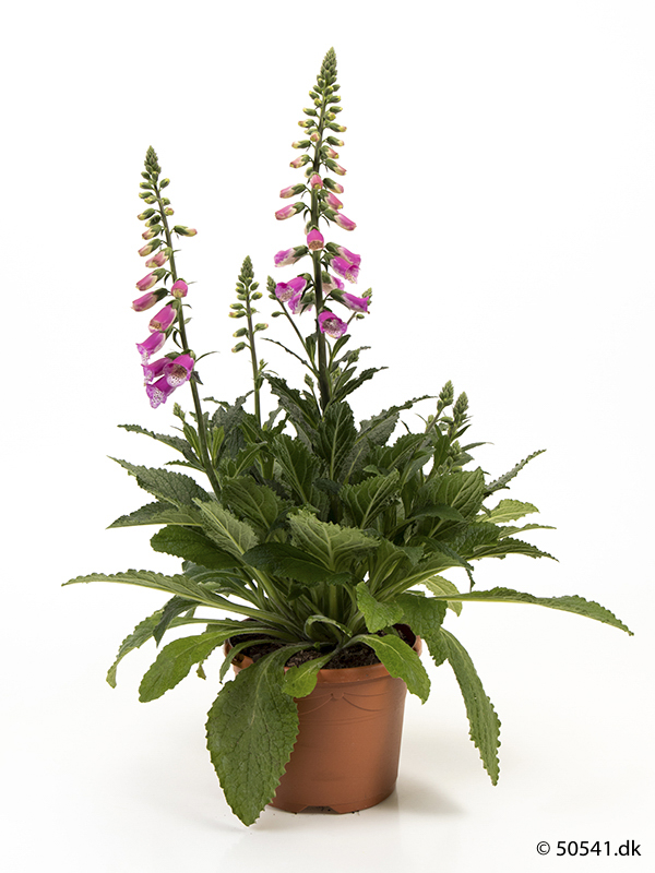 Krukke fingerbøl, Digitalis hybrida, 21 cm potte | Plantorama