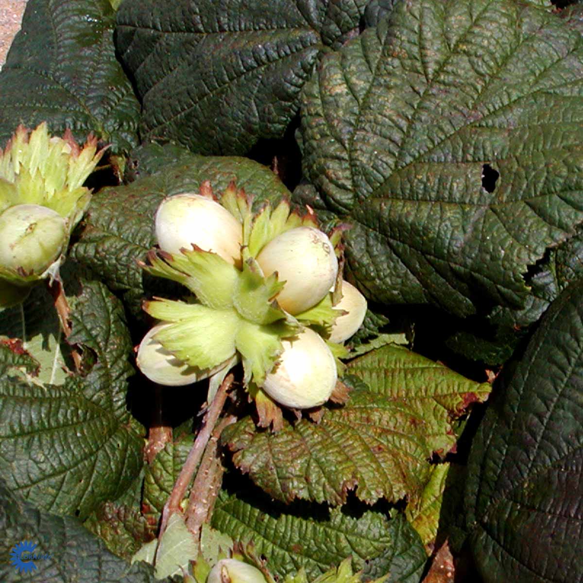Hassel busk, Corylus avellana 'Zellernød', 7,5 liter potte | Plantorama