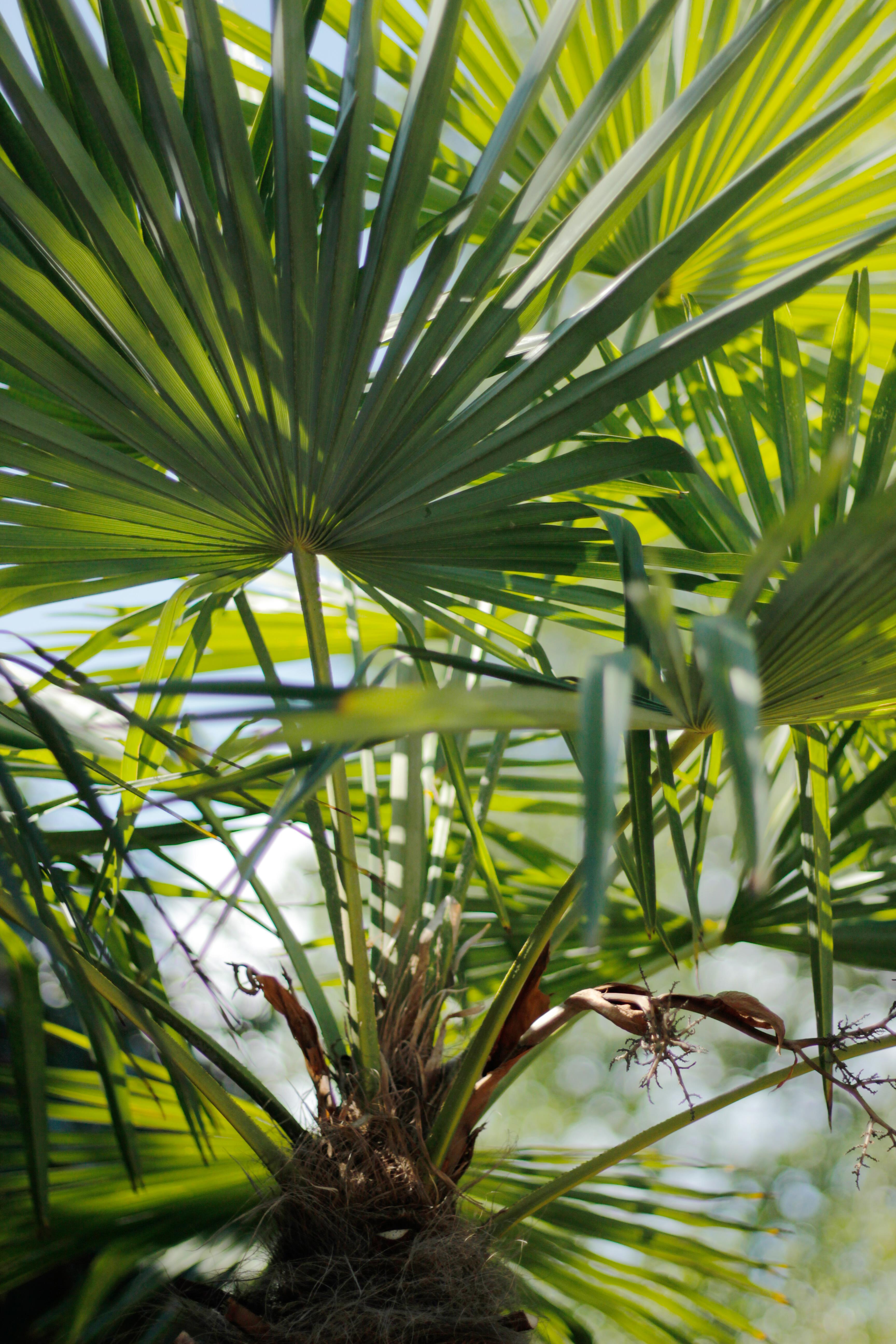 Hørpalme Trachycarpus Wagnerianus 30 Liter Potte 30 40 Cm Plantorama