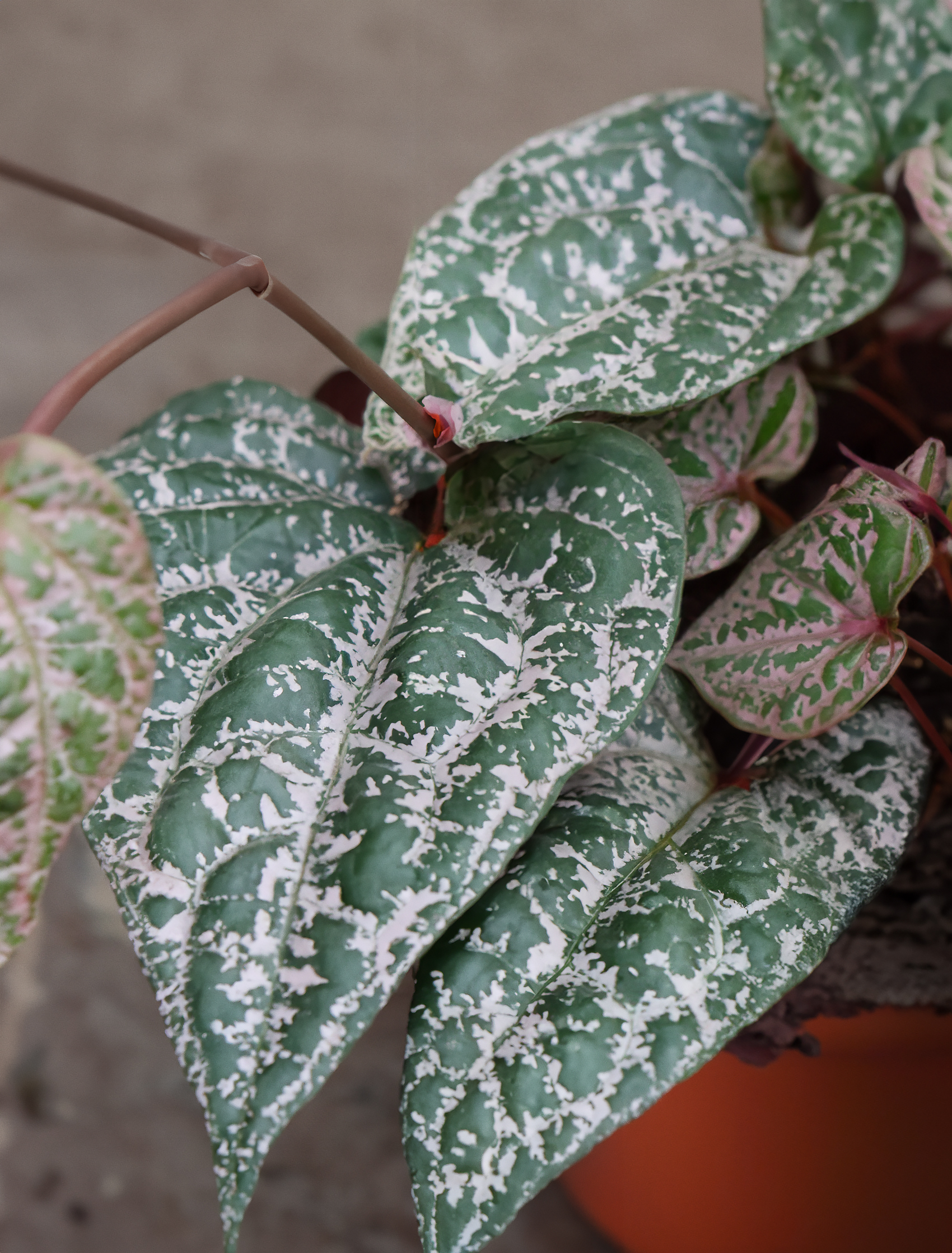Pyntepeber, Piper ornatum, Ø13 cm potte | Plantorama