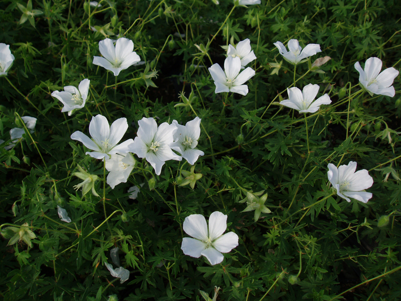 Storkenæb Geranium sanguineum 'Snowflake' 1 liter potte | Plantorama