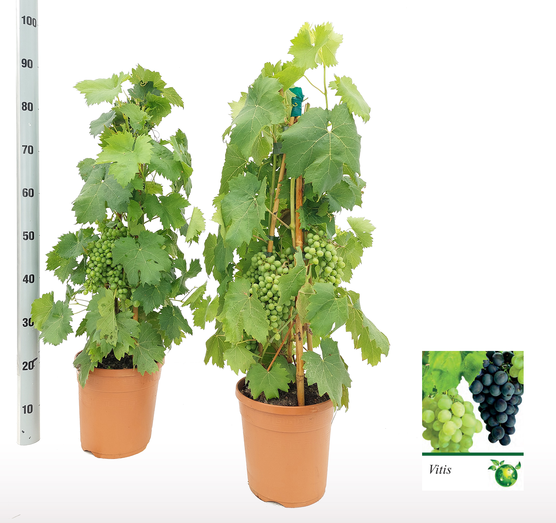 Rød vindrue, pyramide, Vitis vinifera 'Nerello', Ø21 cm potte | Plantorama