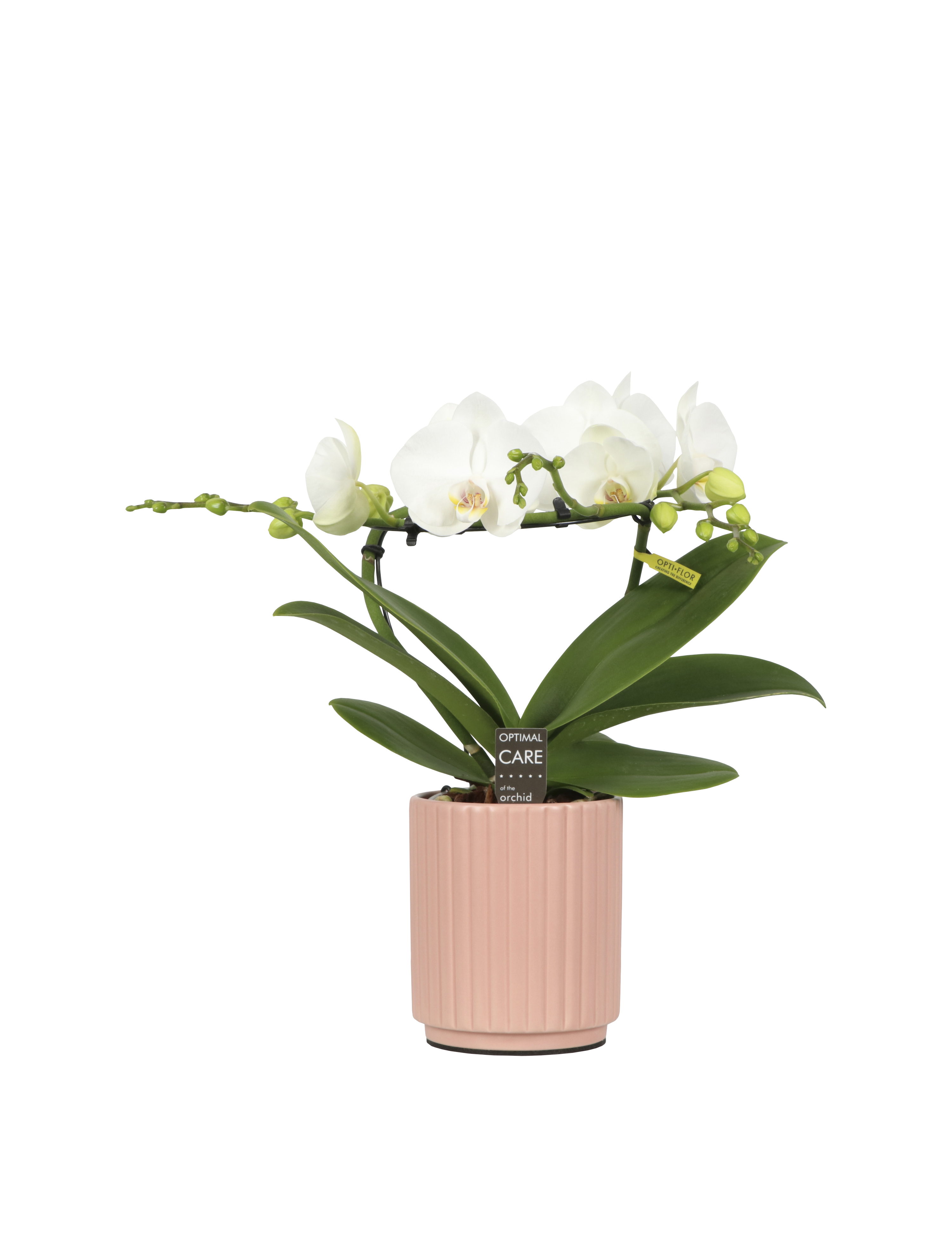 Orkidé Opti-flor Infinity White Phalaenopsis hybrid 2 grene Ø12 cm ...