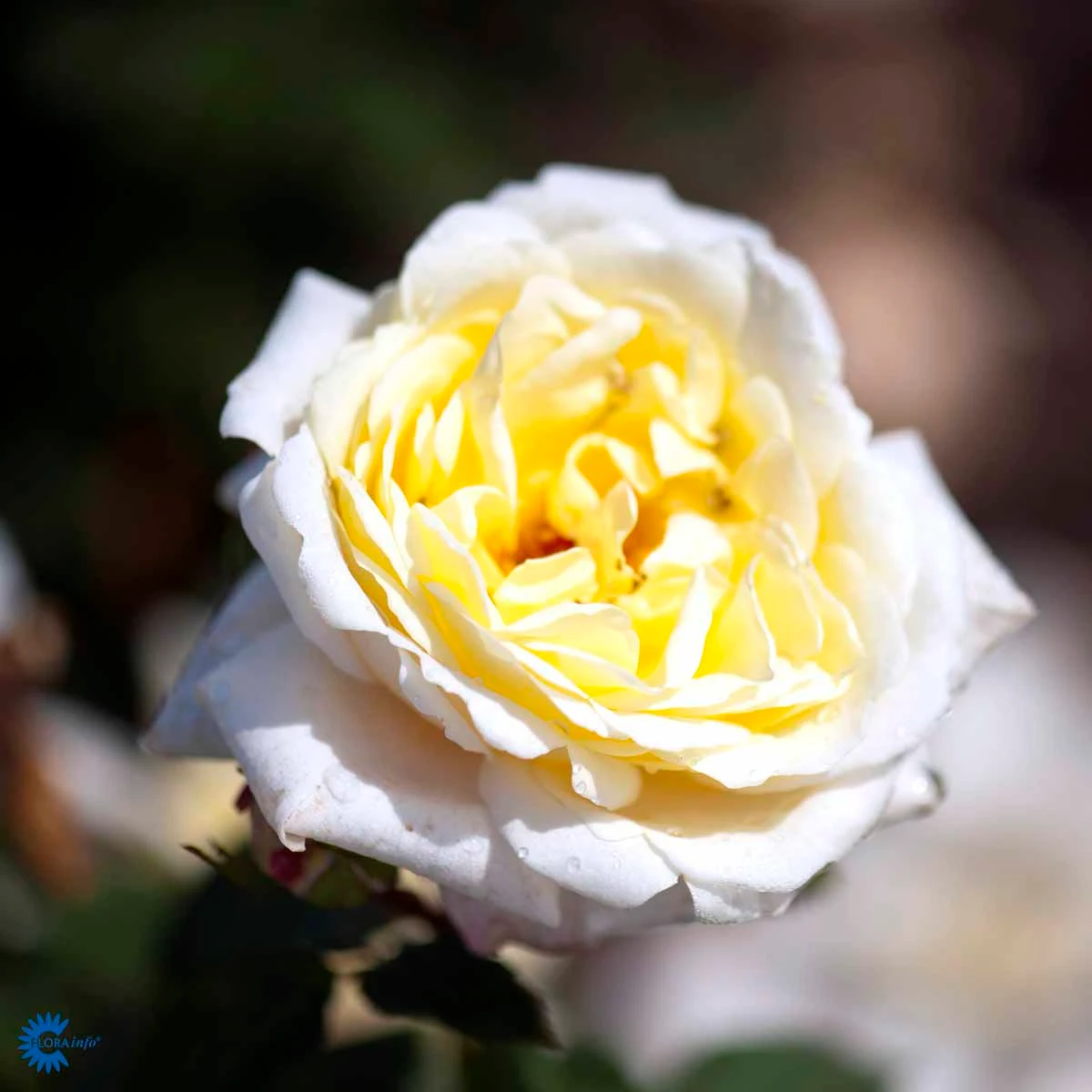 Renaissance rose, Rosa 'Nina', 4 liter potte | Plantorama