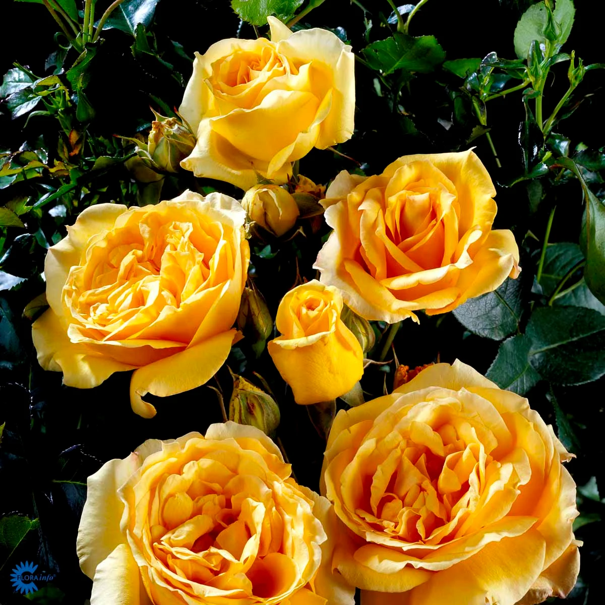Renaissance rose, Rosa 'Sophia', 4 liter potte | Plantorama
