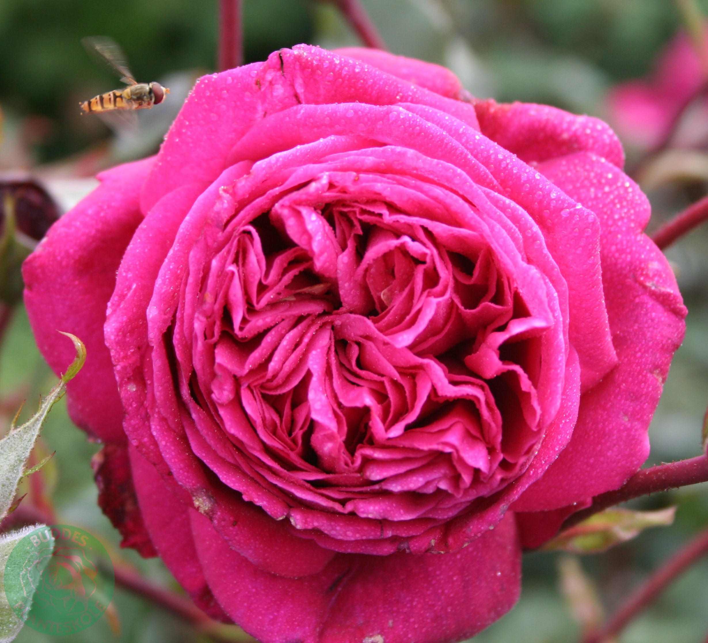 Renaissance rose, Rosa 'Natalie', 4 liter potte | Plantorama