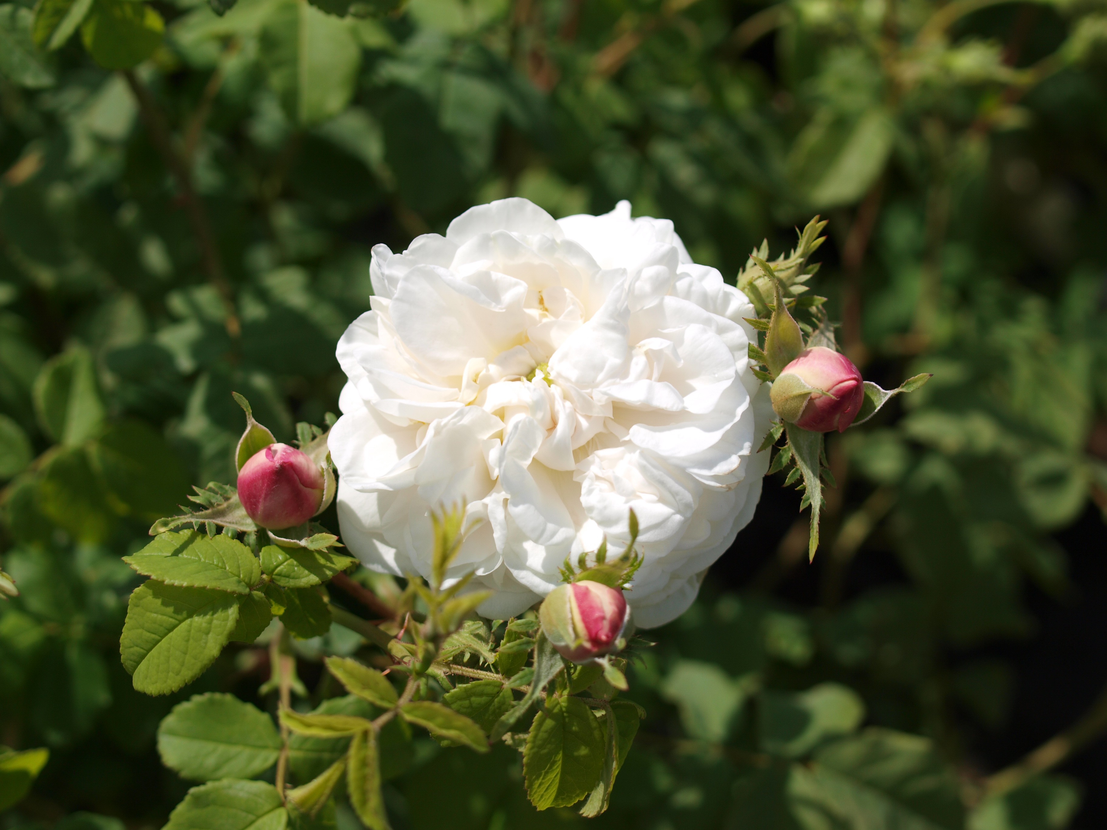 Historisk rose, Rosa 'Mme. Plantier', 4 liter potte | Plantorama