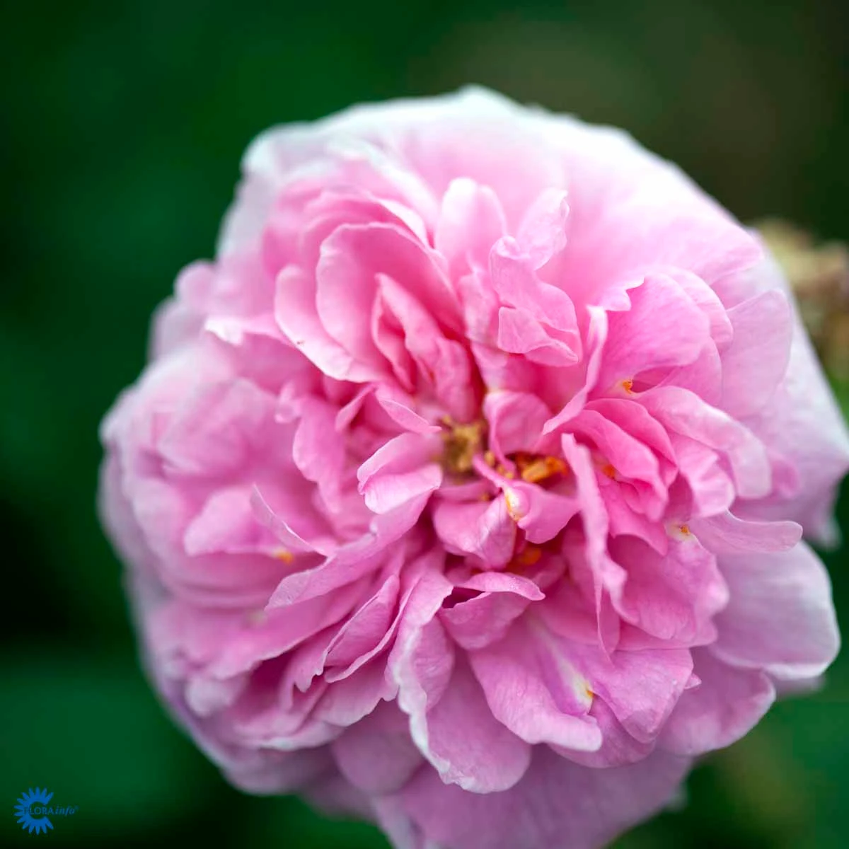 Historisk rose, Rosa 'Félicité Parmentier', 4 liter potte | Plantorama