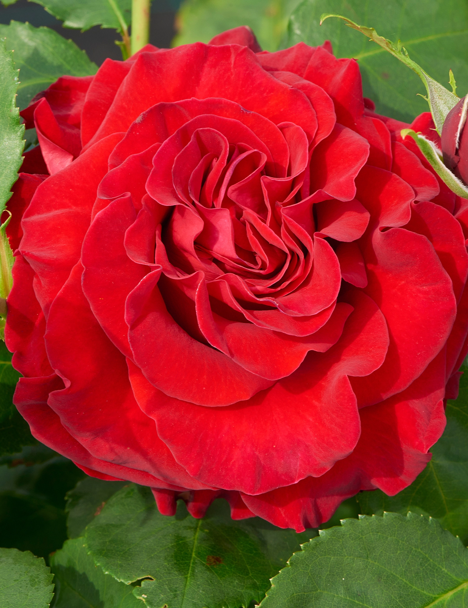 Renaissance rose, Rosa 'Birthe Kjær', 4 liter potte | Plantorama