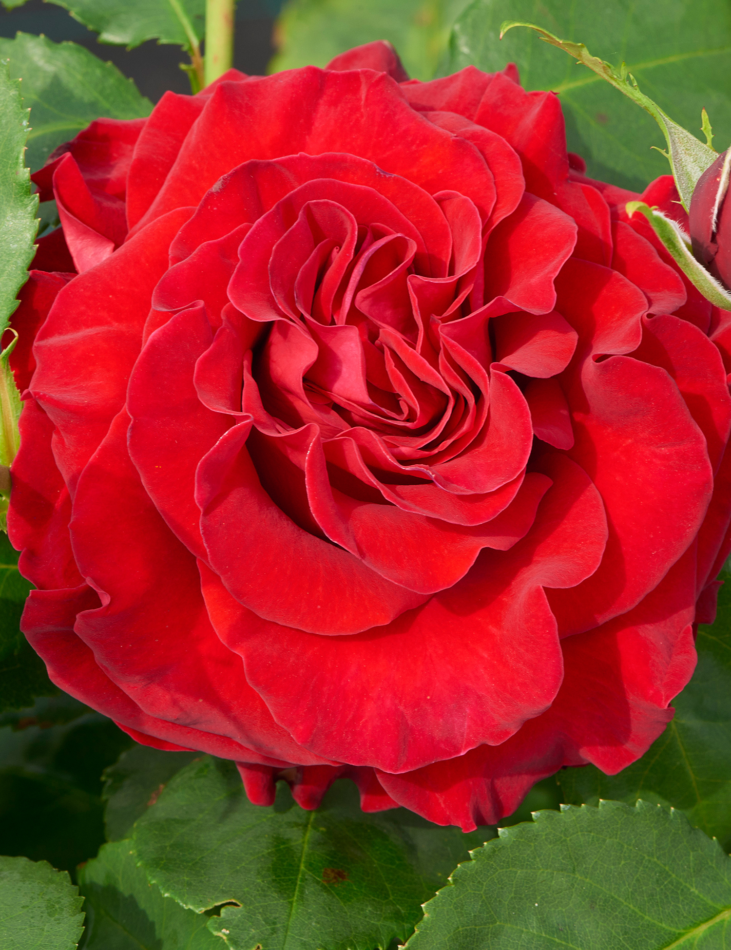 Renaissance rose, Rosa 'Birthe Kjær', 4 liter potte | Plantorama