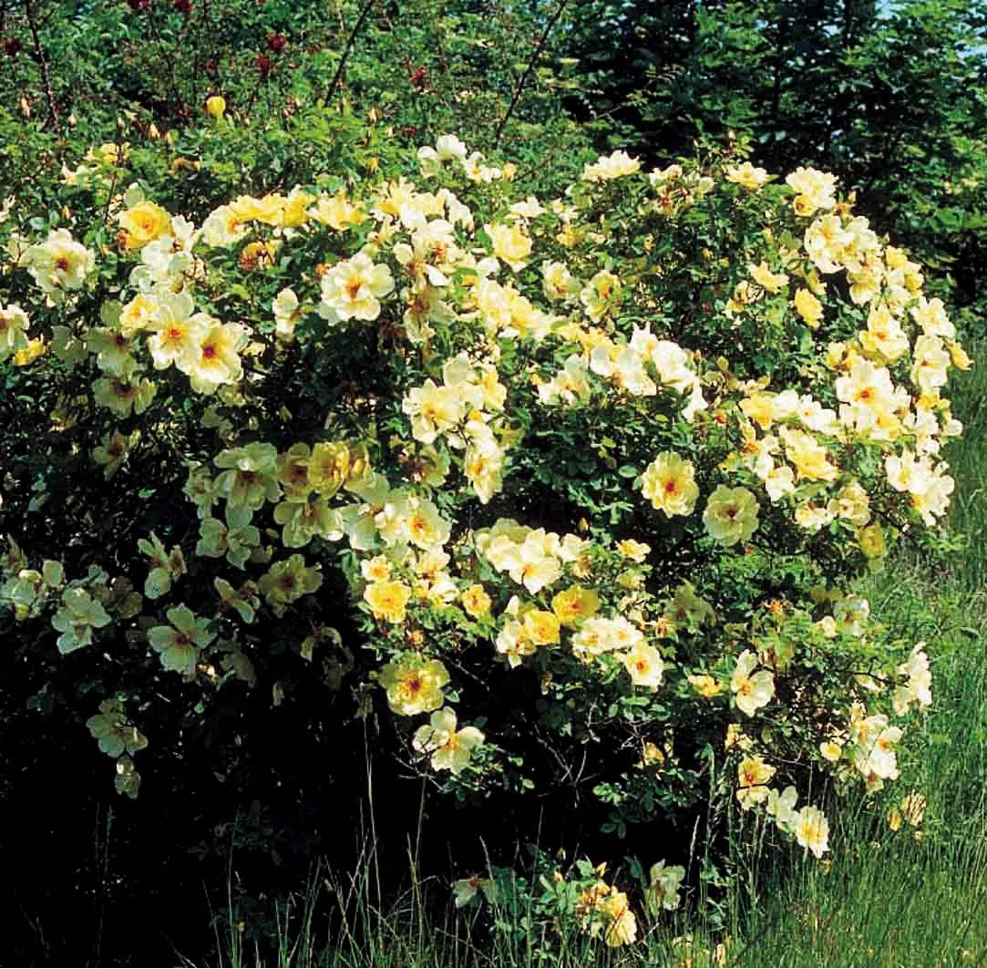 Historisk rose, Rosa pimpinellifolia 'Aicha', 4 liter potte | Plantorama