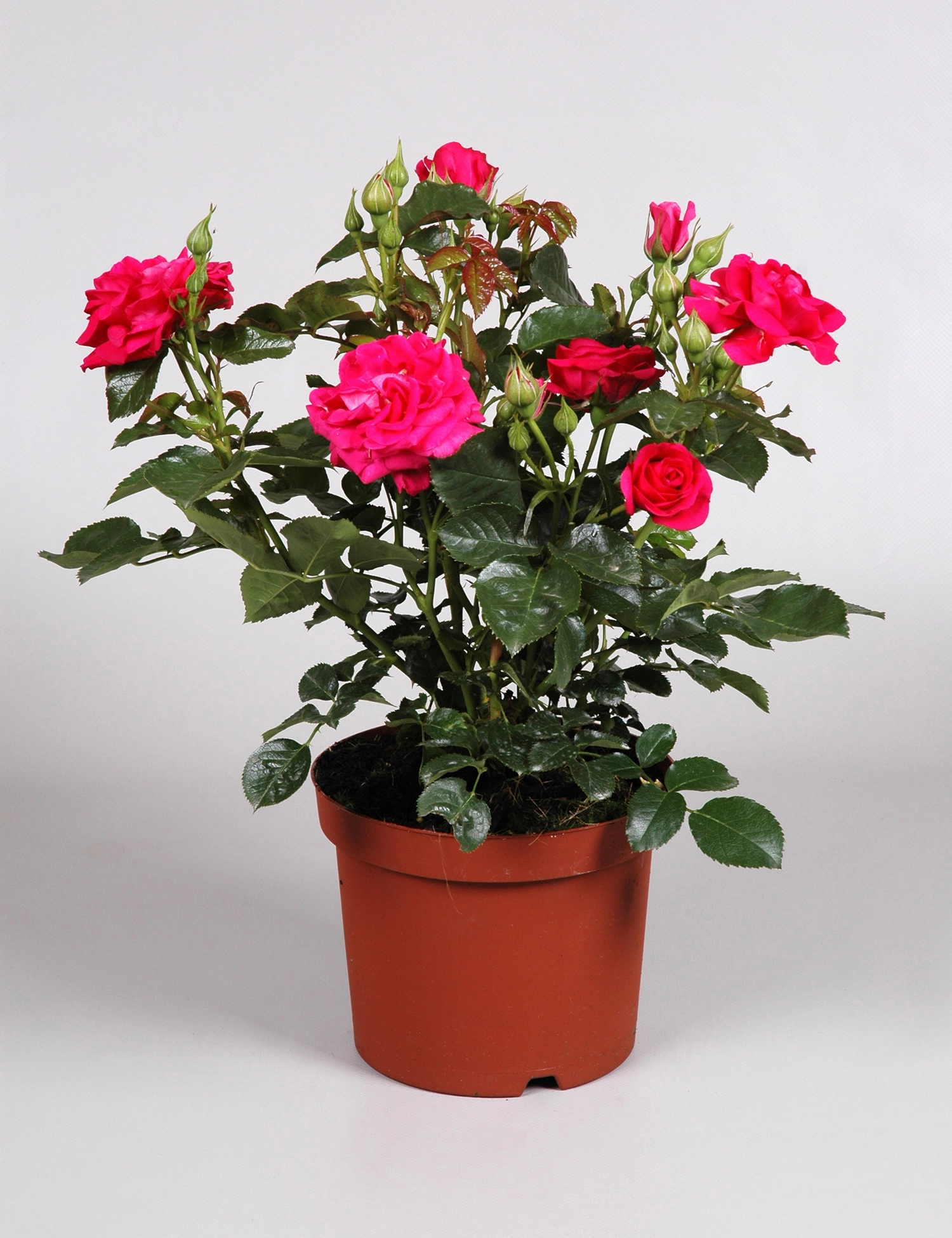 Palace rose, Rosa 'Avila Palace', 4 liter potte | Plantorama