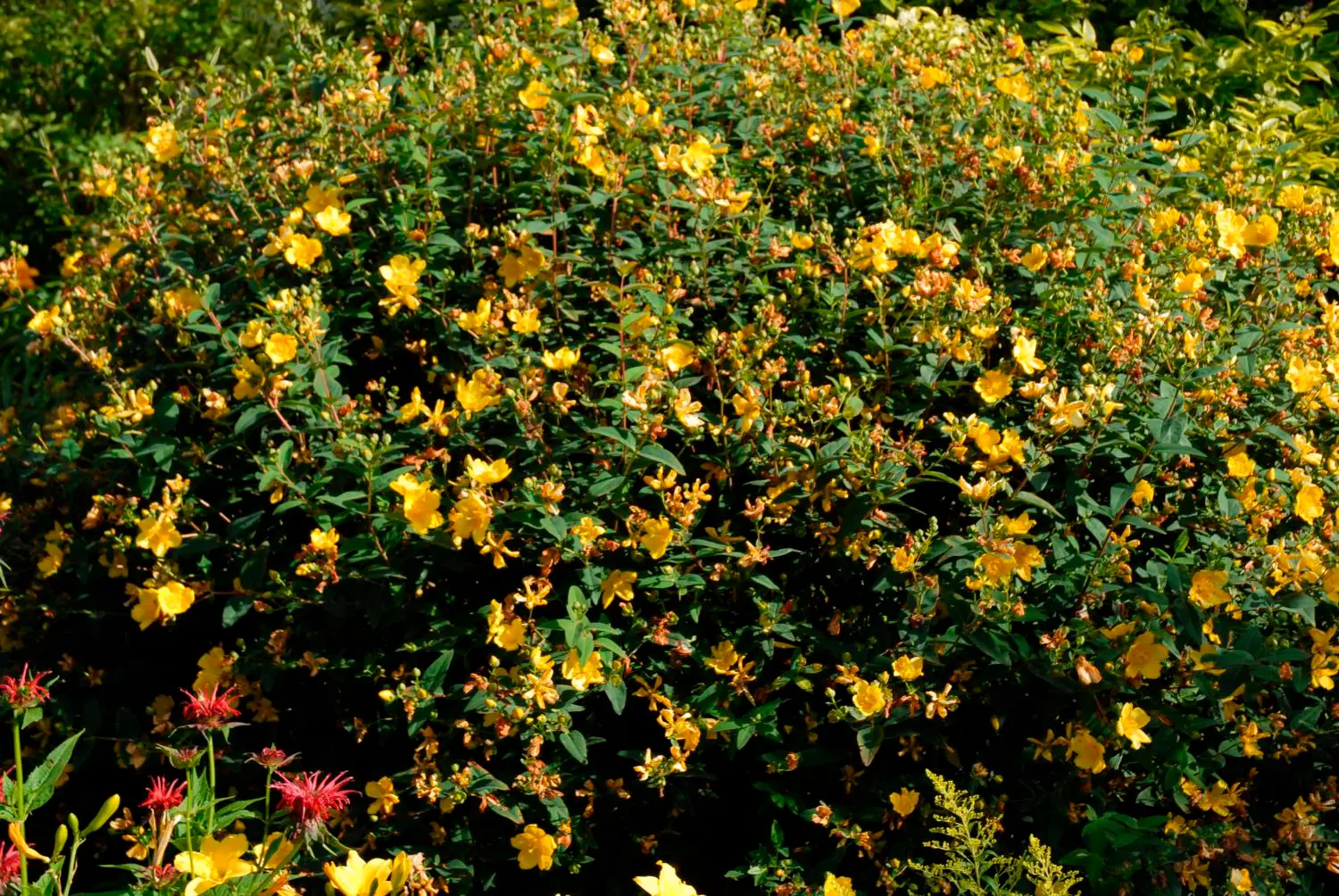Perikon, Hypericum hookerianum 'Hidcote', 5 liter potte | Plantorama
