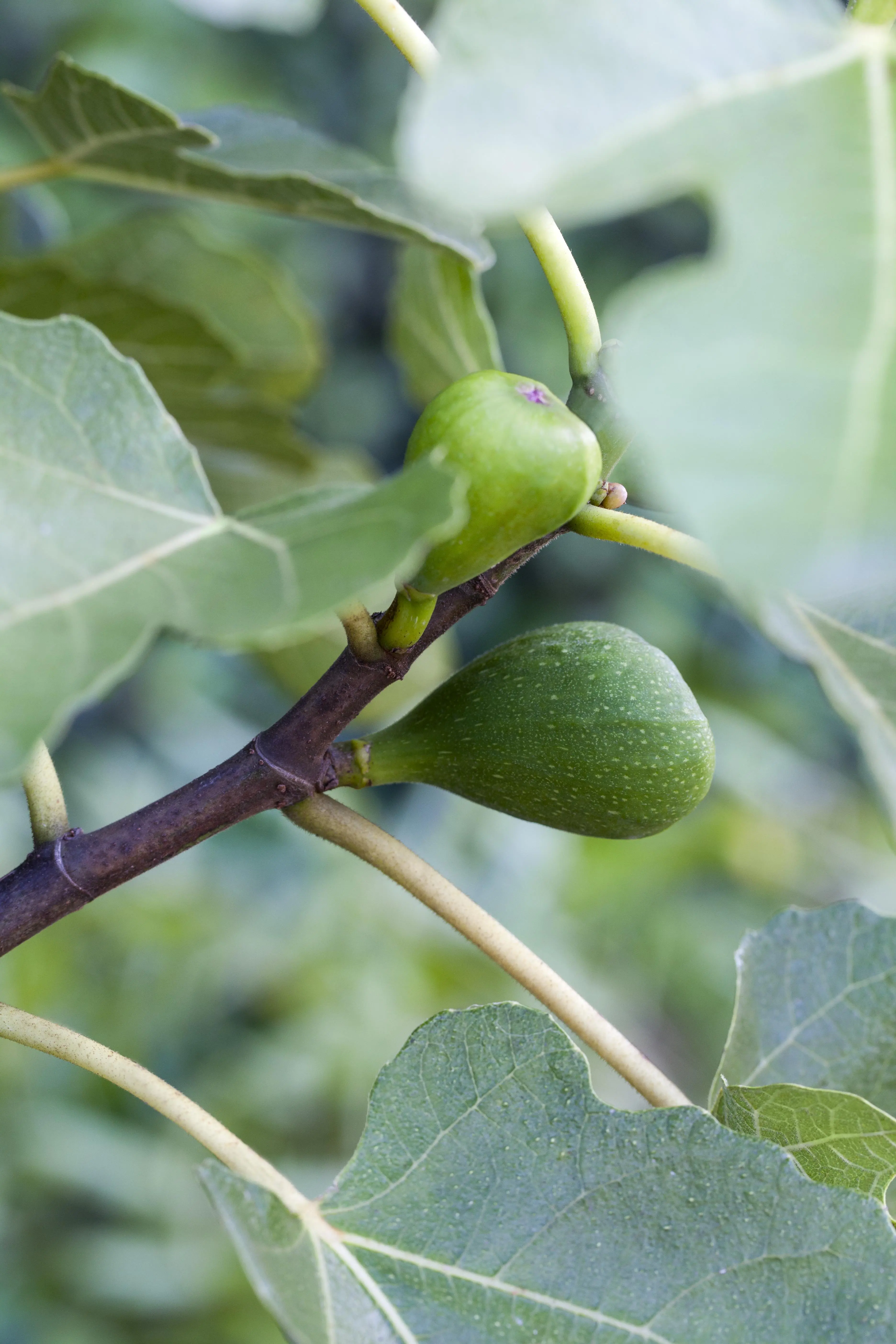 Bornholmsk Figen, Ficus 'Bornholm', 5 liter potte | Plantorama