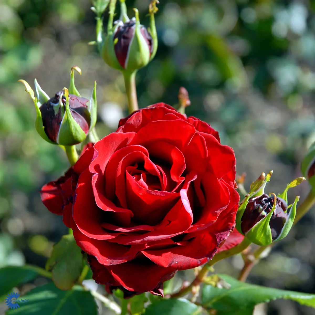 Storblomstrende rose, Rosa 'Courage', 4 liter potte | Plantorama