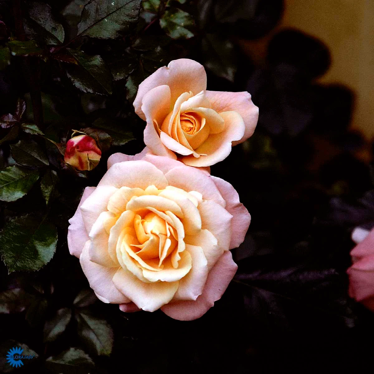 Storblomstret rose, Rosa 'Whisky Mac', 4 liter potte | Plantorama