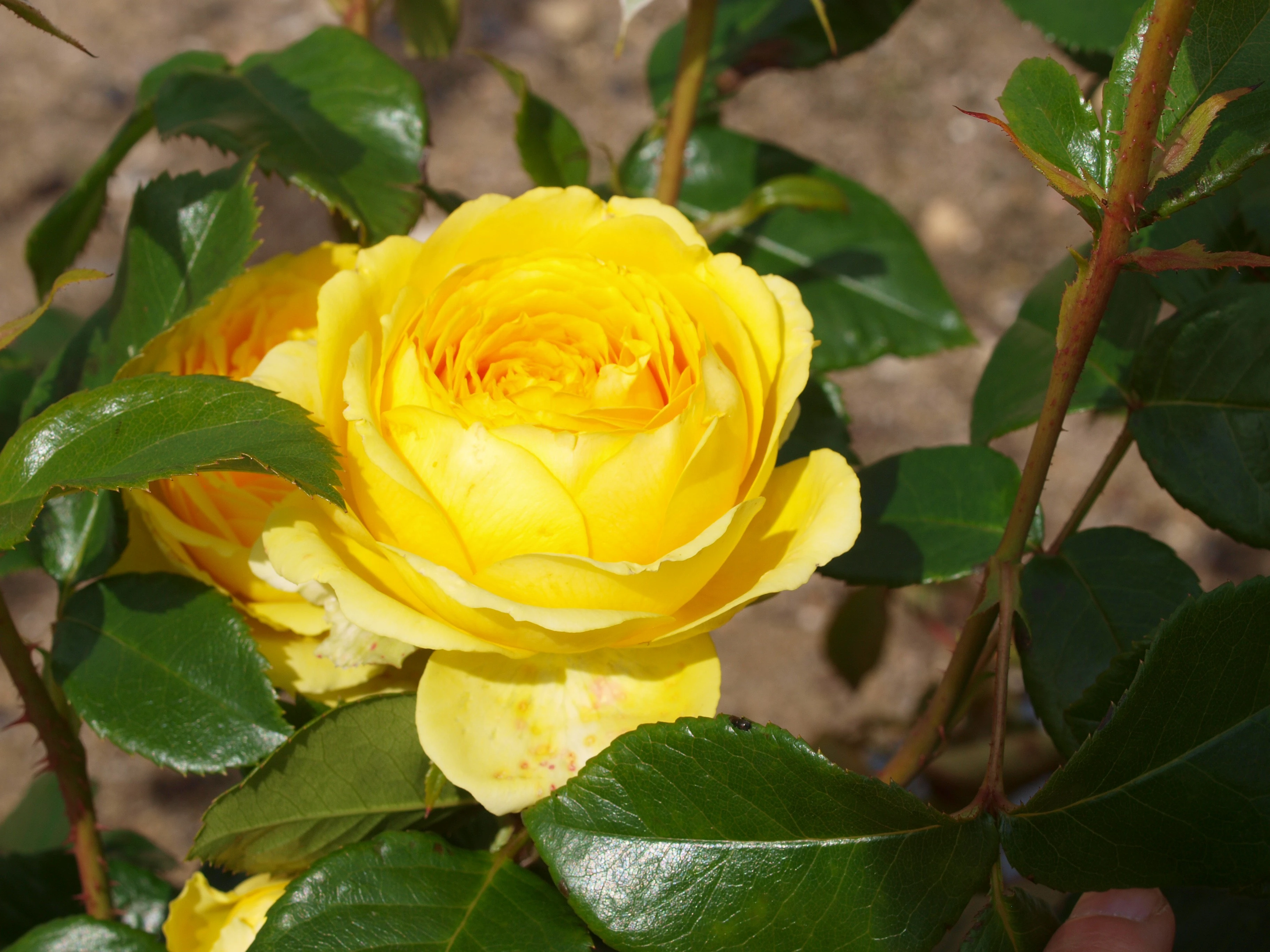 Buketrose, Rosa 'Marselisborg', 4 liter potte | Plantorama