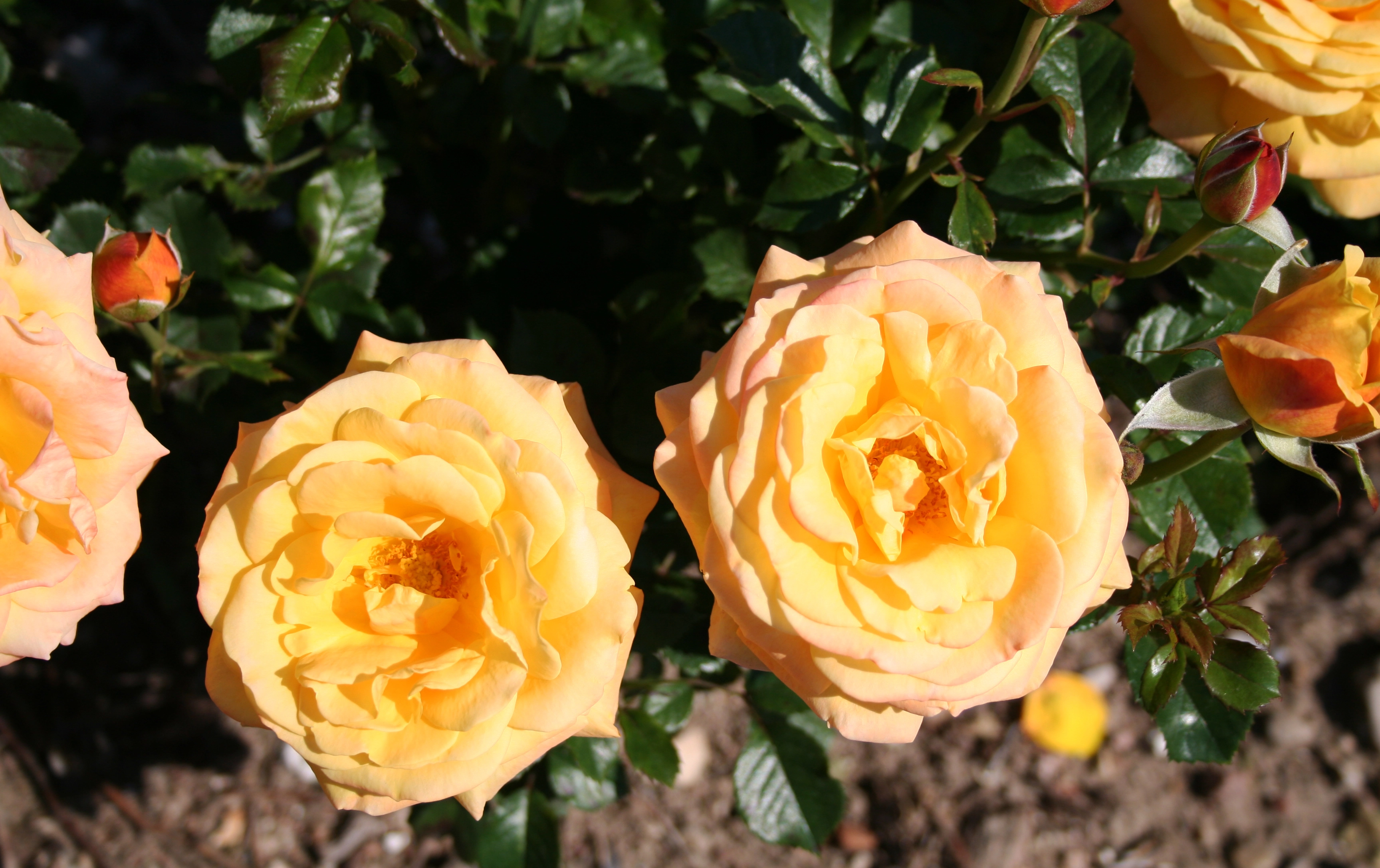 Buketrose, Rosa 'Amber Flush', 4 liter potte | Plantorama