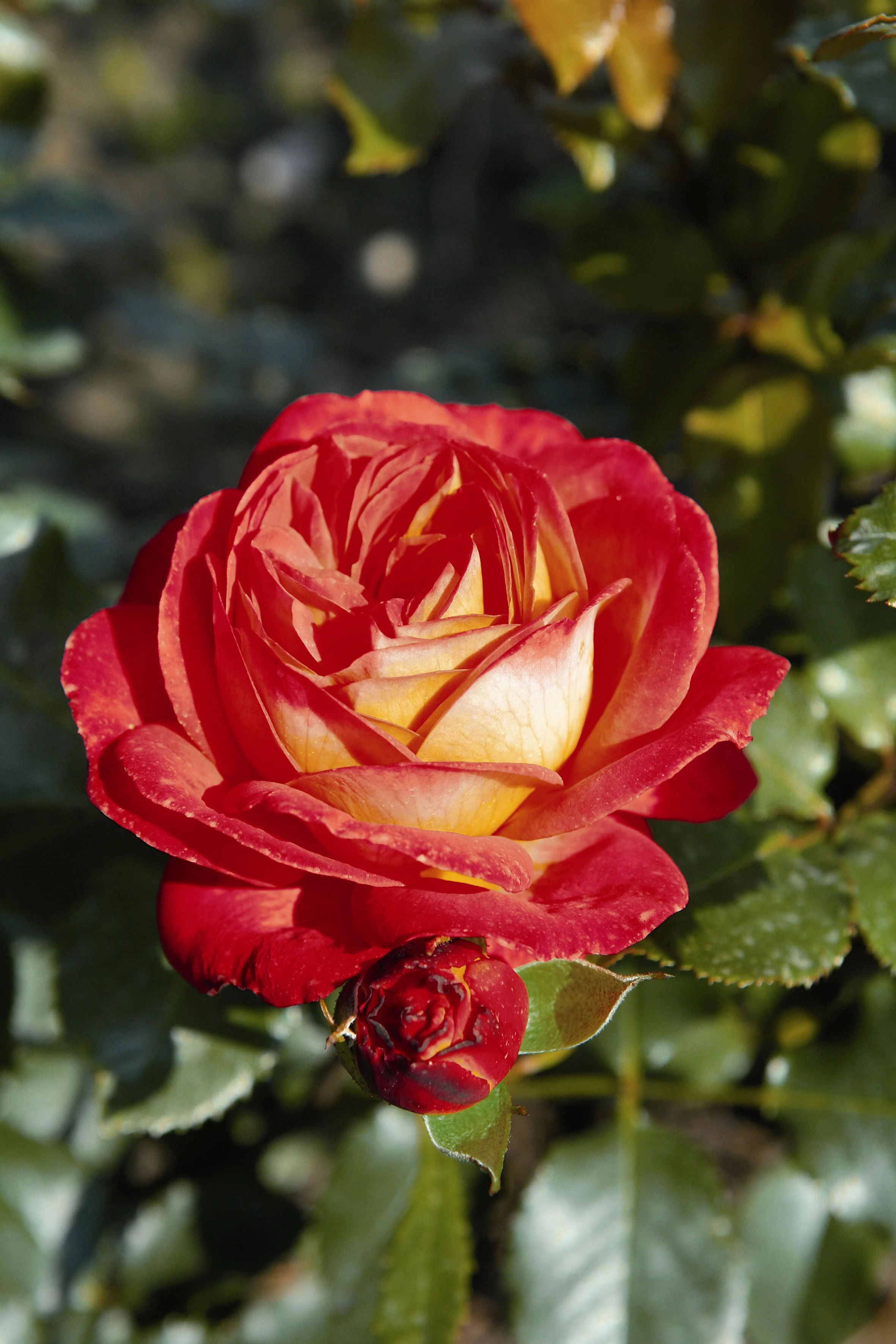 Buketrose, Rosa 'Midsummer', 4 liter potte | Plantorama