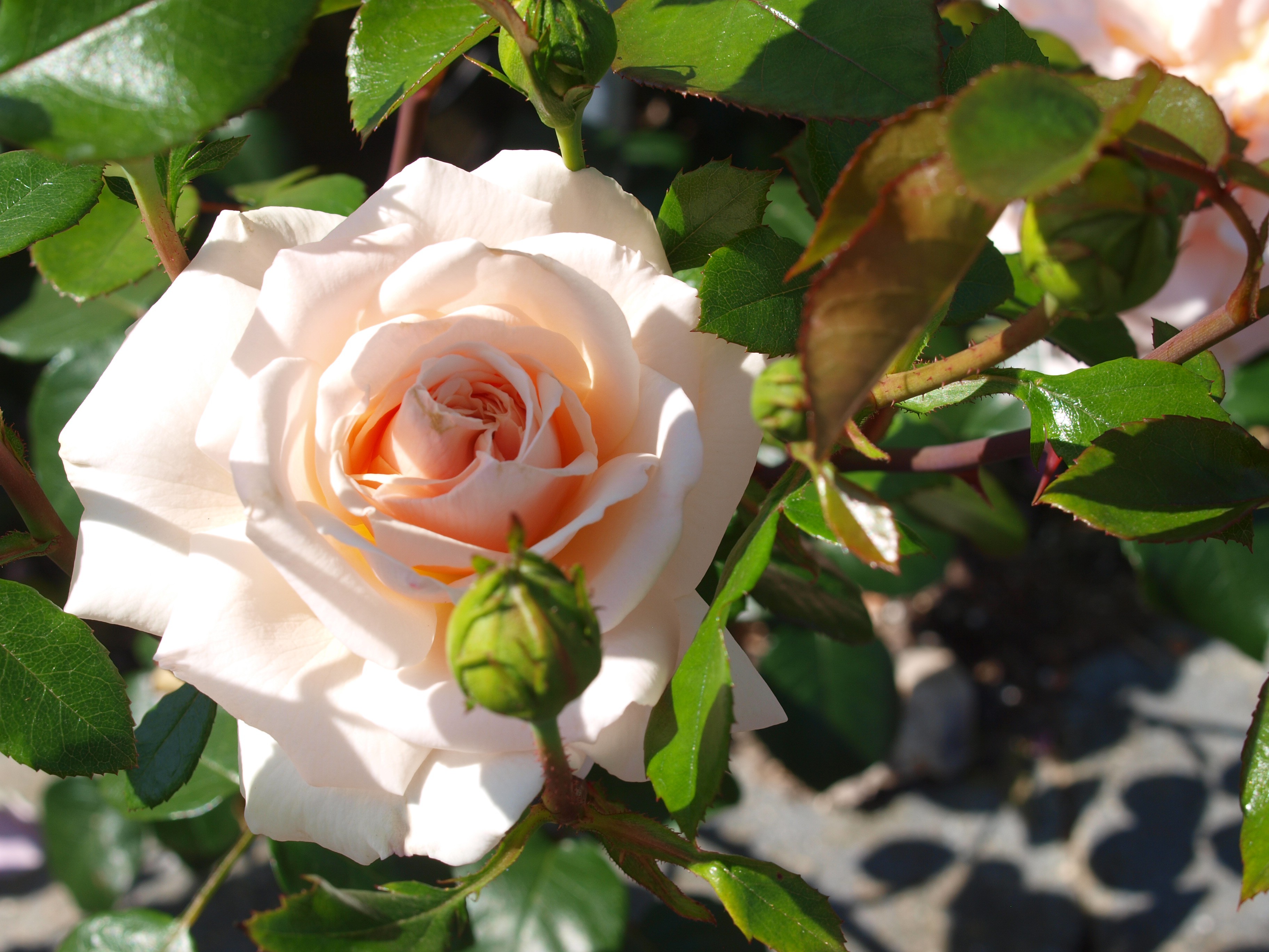 Slyngrose, Rosa 'Penny Lane', 4 liter potte | Plantorama