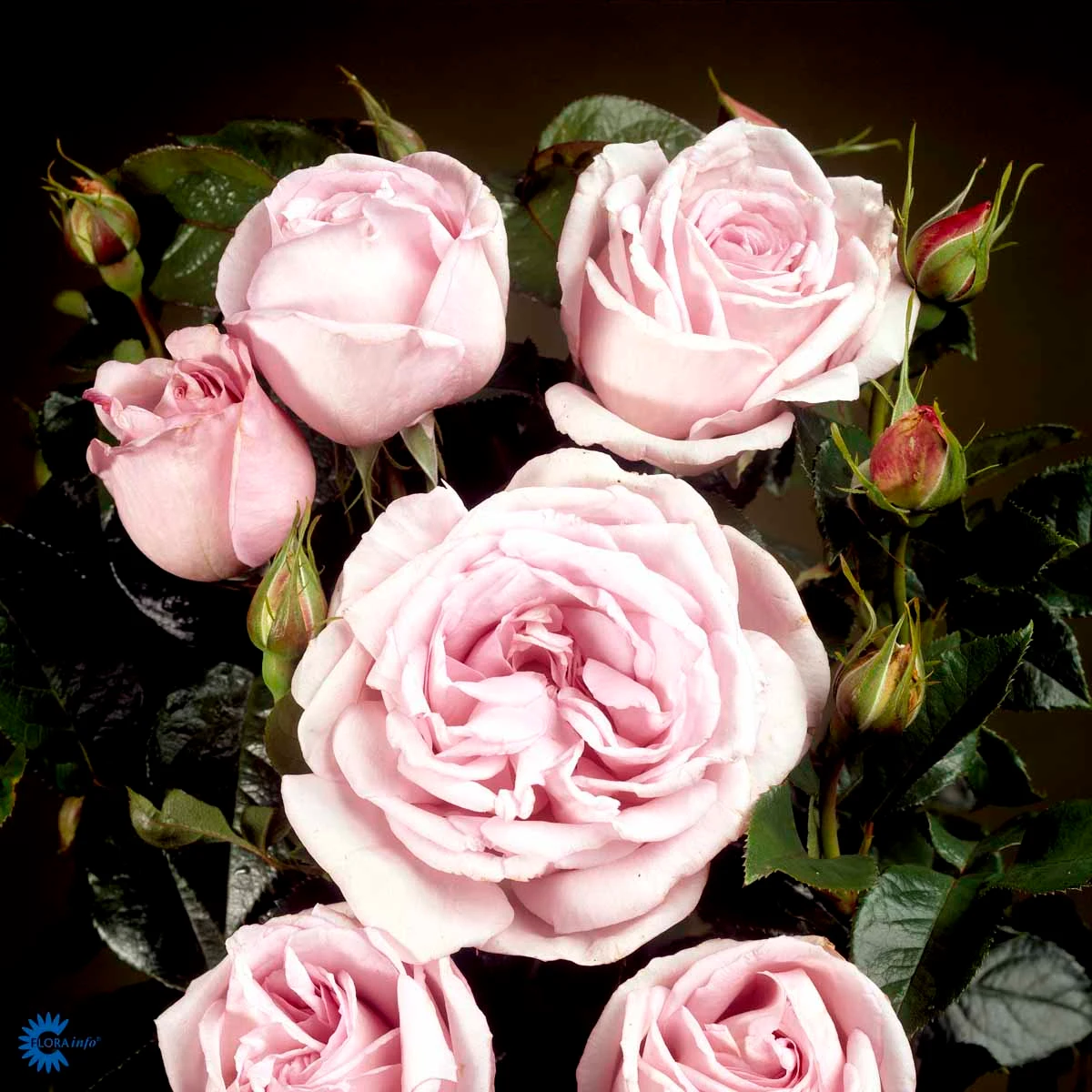 Renaissance rose, Rosa 'Bering', 4 liter potte | Plantorama