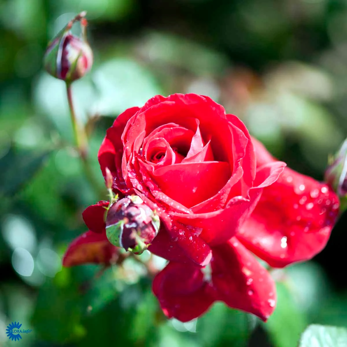 Renaissance rose, Rosa 'Isabel™' , 4 liter potte | Plantorama