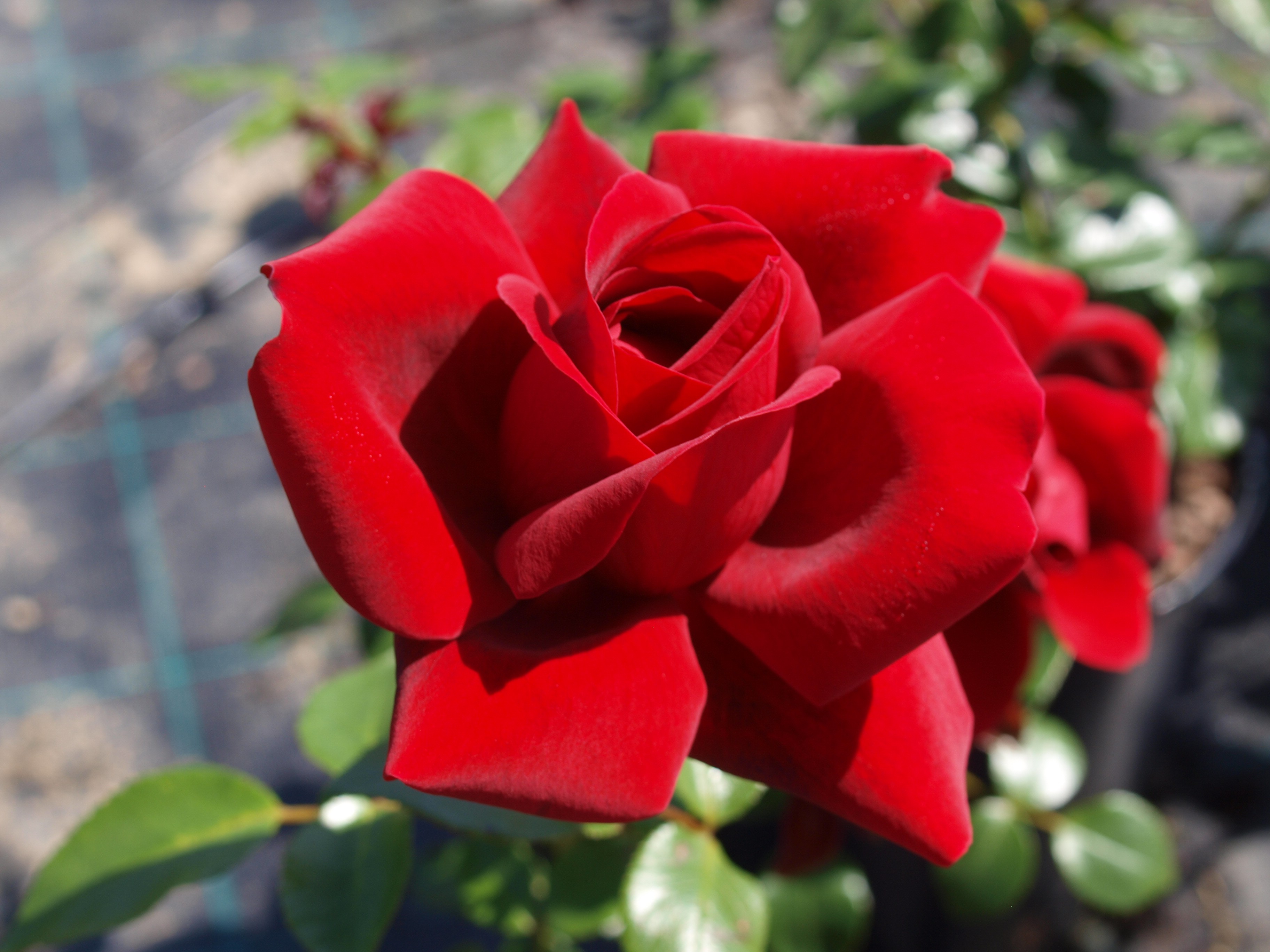 Slyngrose, Rosa 'Santana', 4 liter potte | Plantorama