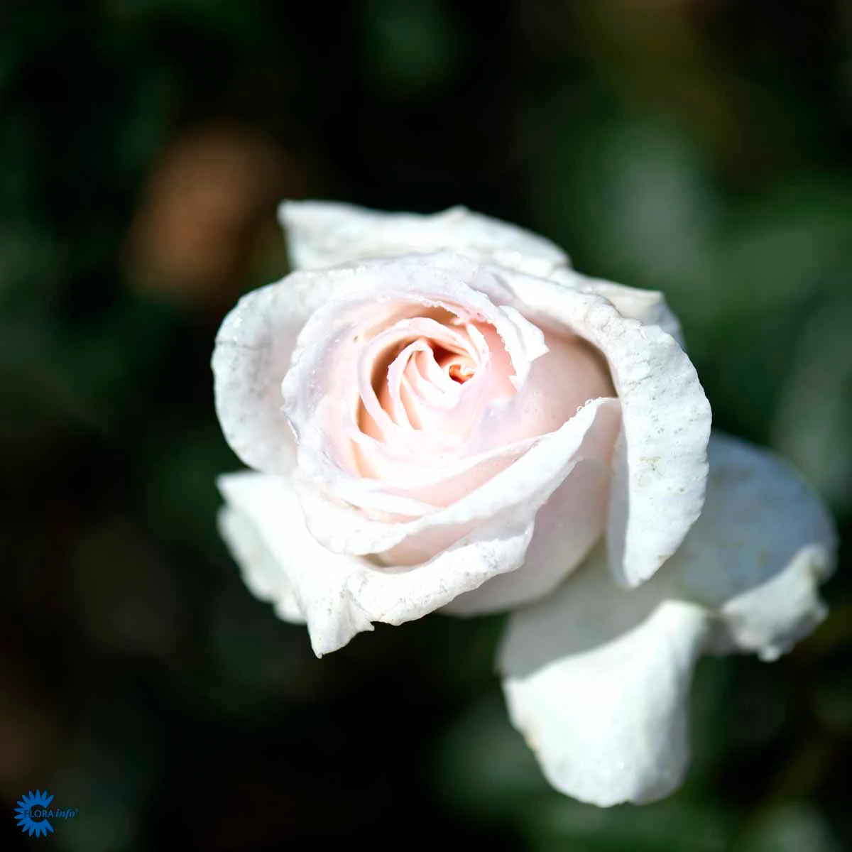 Renaissance rose, barrod, Rosa 'Julia™' , | Plantorama