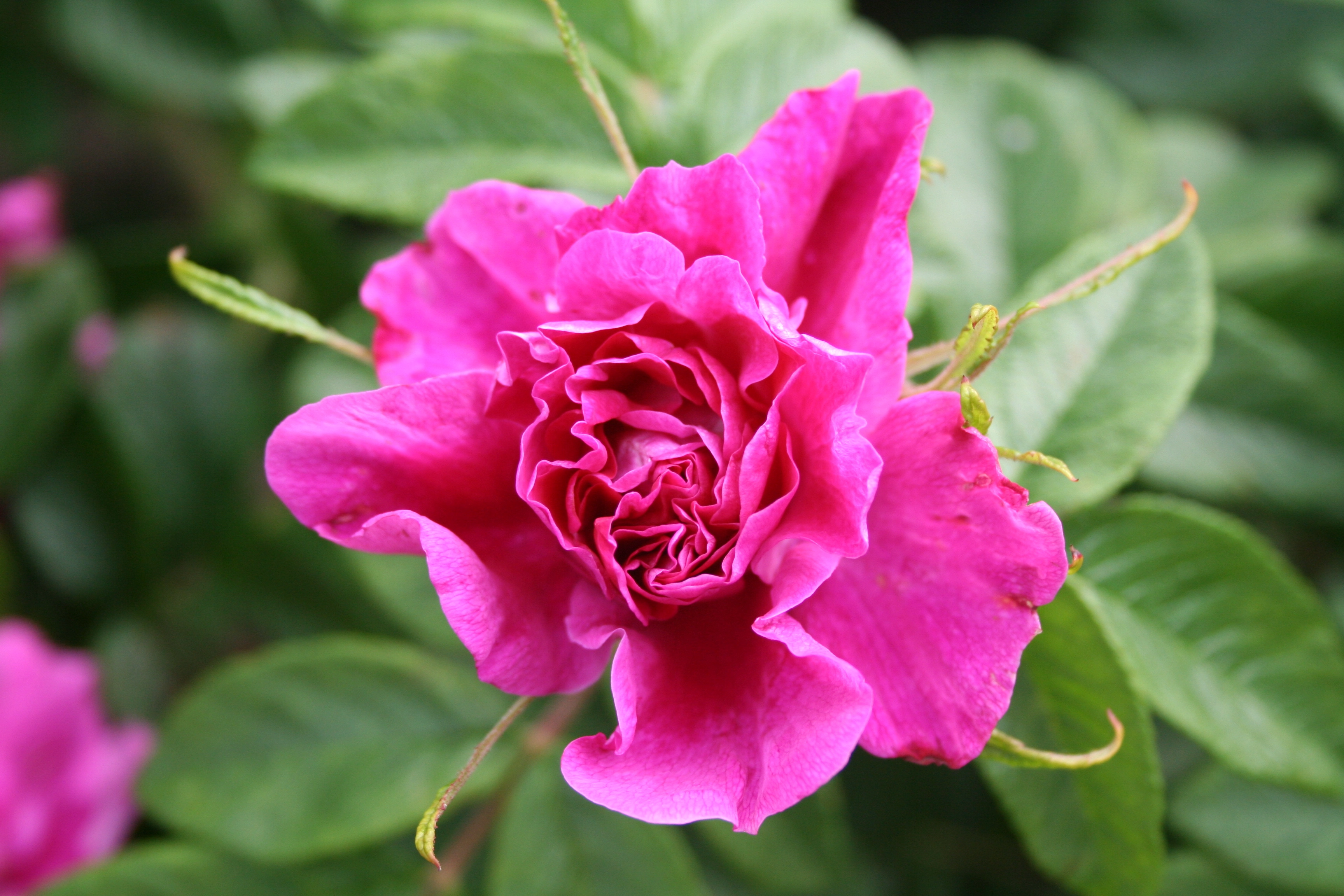 Buskrose, barrod, Rosa rugosa 'Hansa', | Plantorama