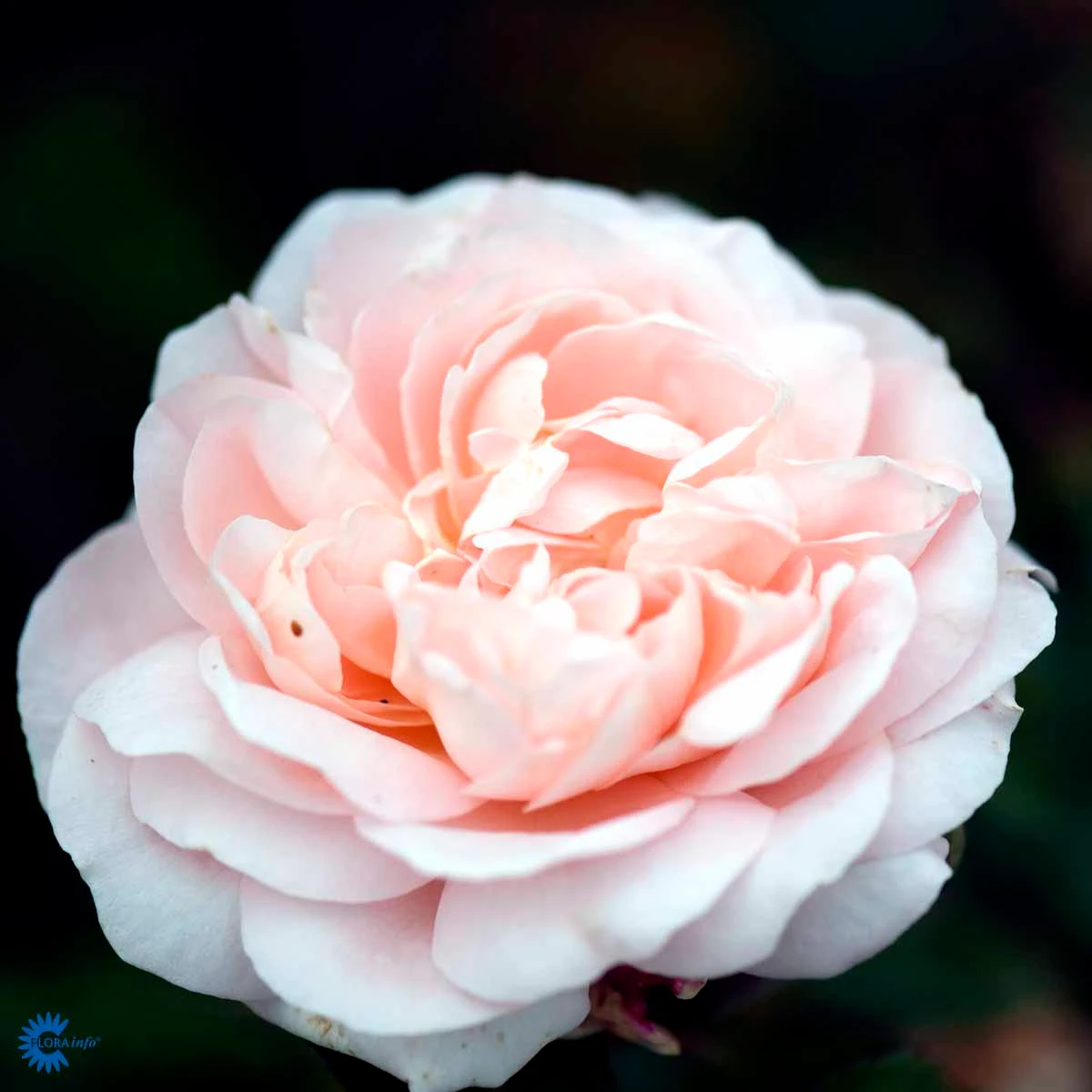 Renaissance rose, barrod, Rosa 'Clair™' , | Plantorama