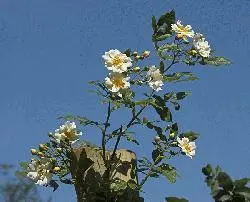 Historisk rose, Rosa Helenae 'Hybrida', 4 liter potte | Plantorama