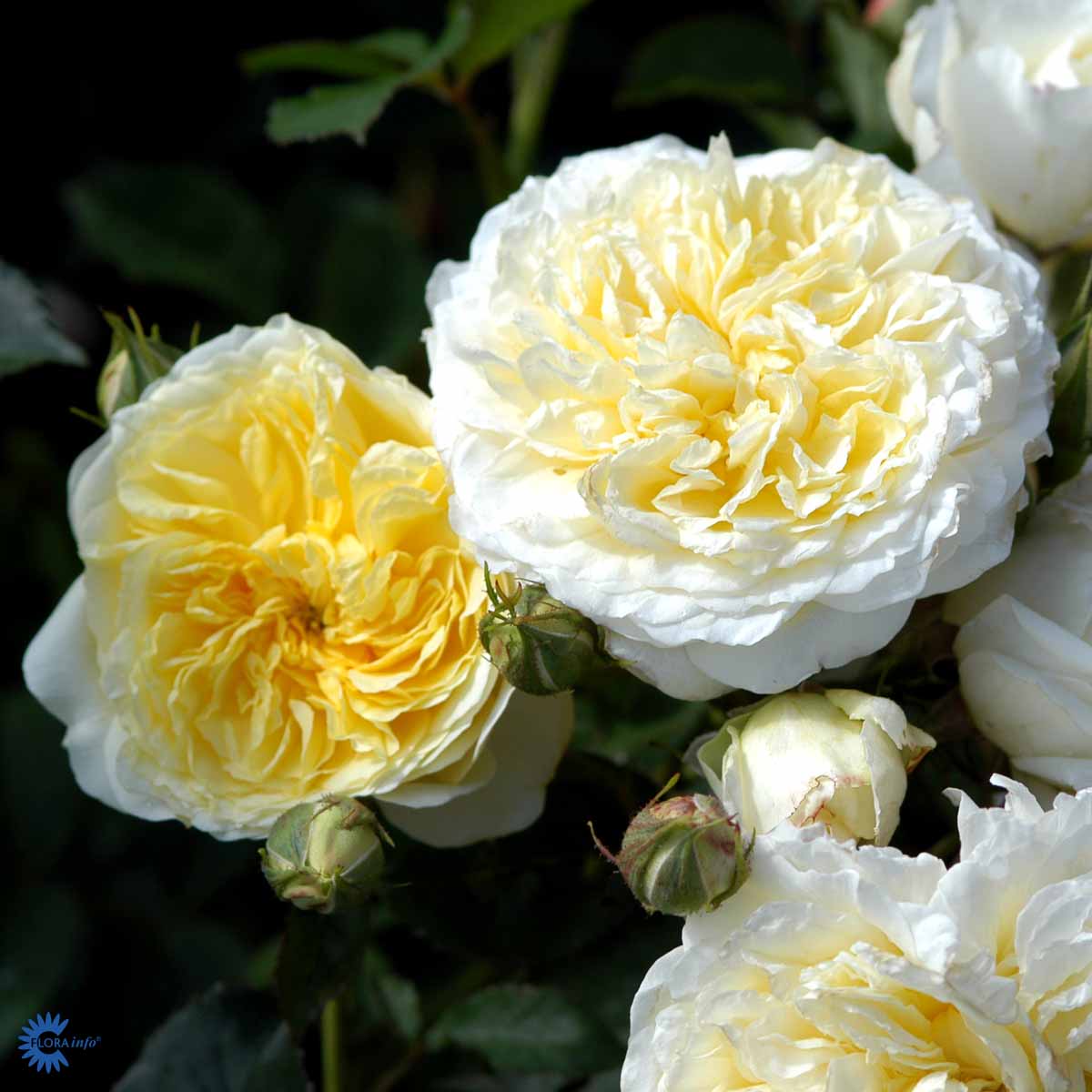 Engelsk rose, barrod, Rosa 'The Pilgrim' , | Plantorama