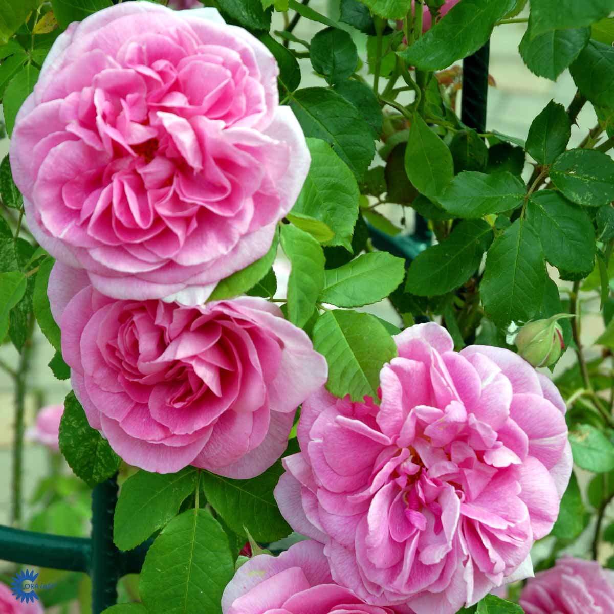 Engelsk rose, barrod, Rosa 'Gertrude Jekyll®' , | Plantorama