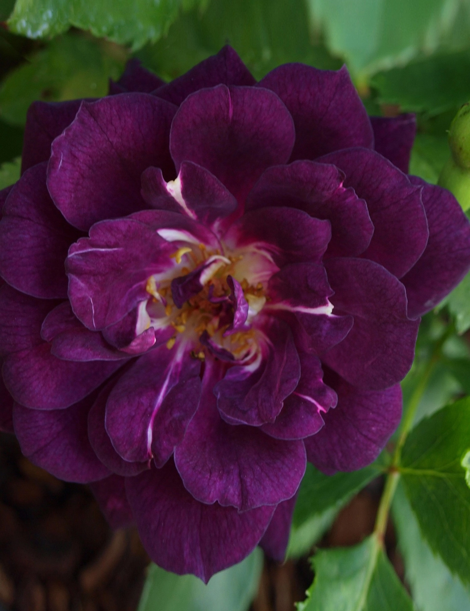 Buketrose, Rosa 'Midnight Blue', 4 liter potte | Plantorama