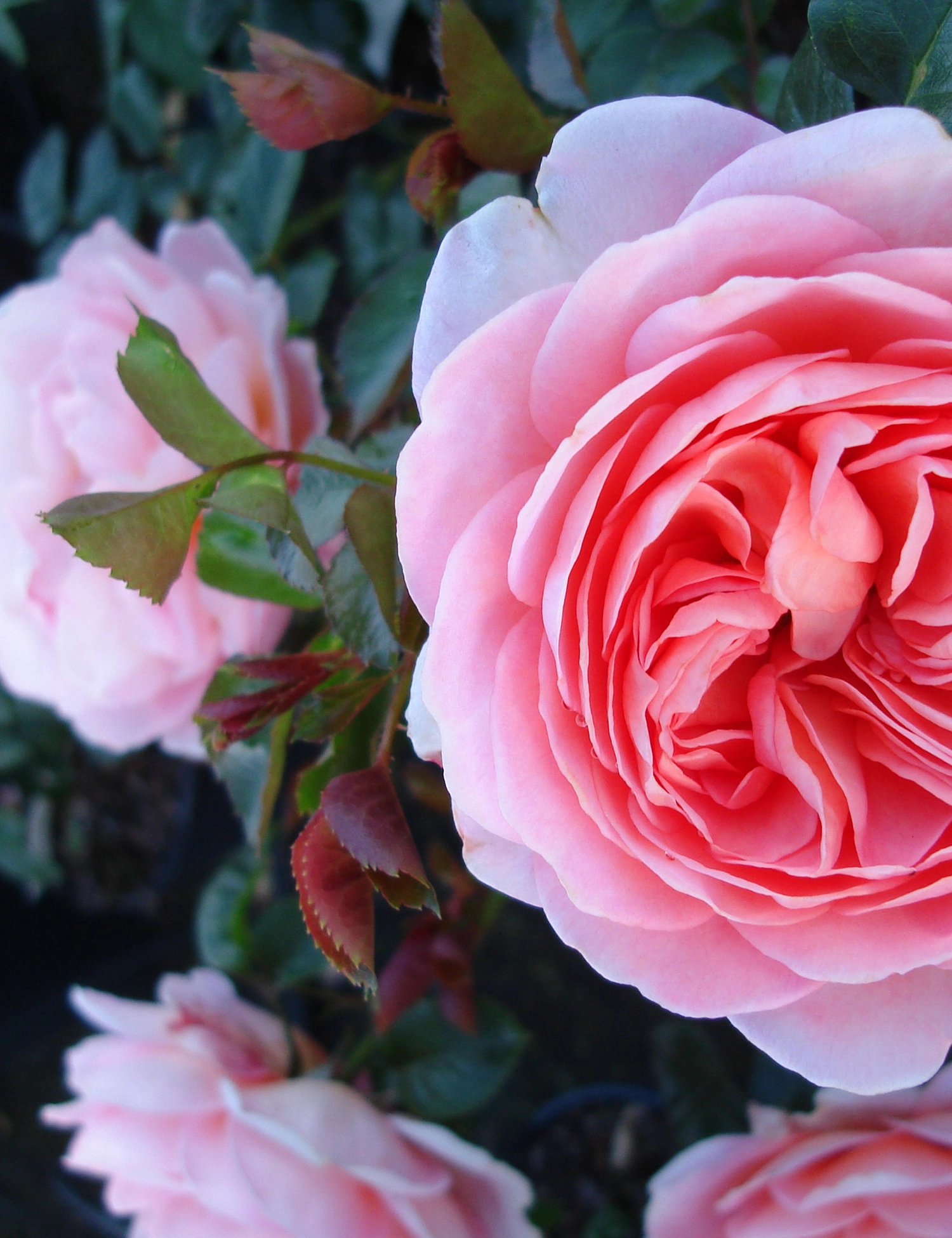 Storblomstrende rose, Rosa 'From Far Away', 4 liter potte | Plantorama
