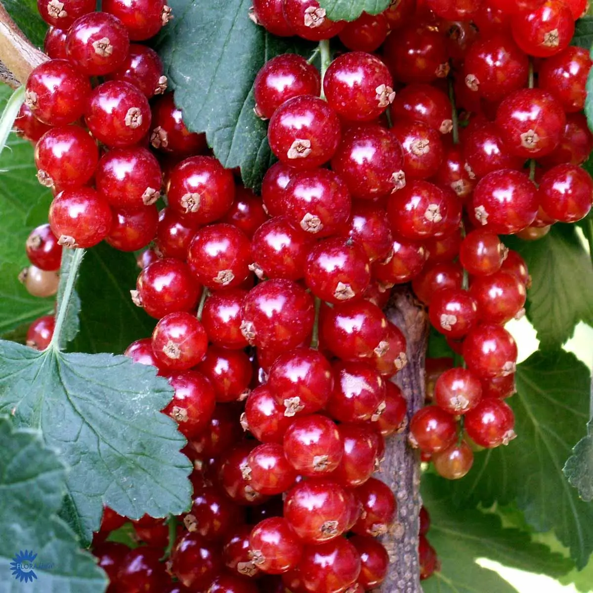 RIBES RUB. 'ROSETTA' RIBES RUB. 'ROSETTA' | Plantorama