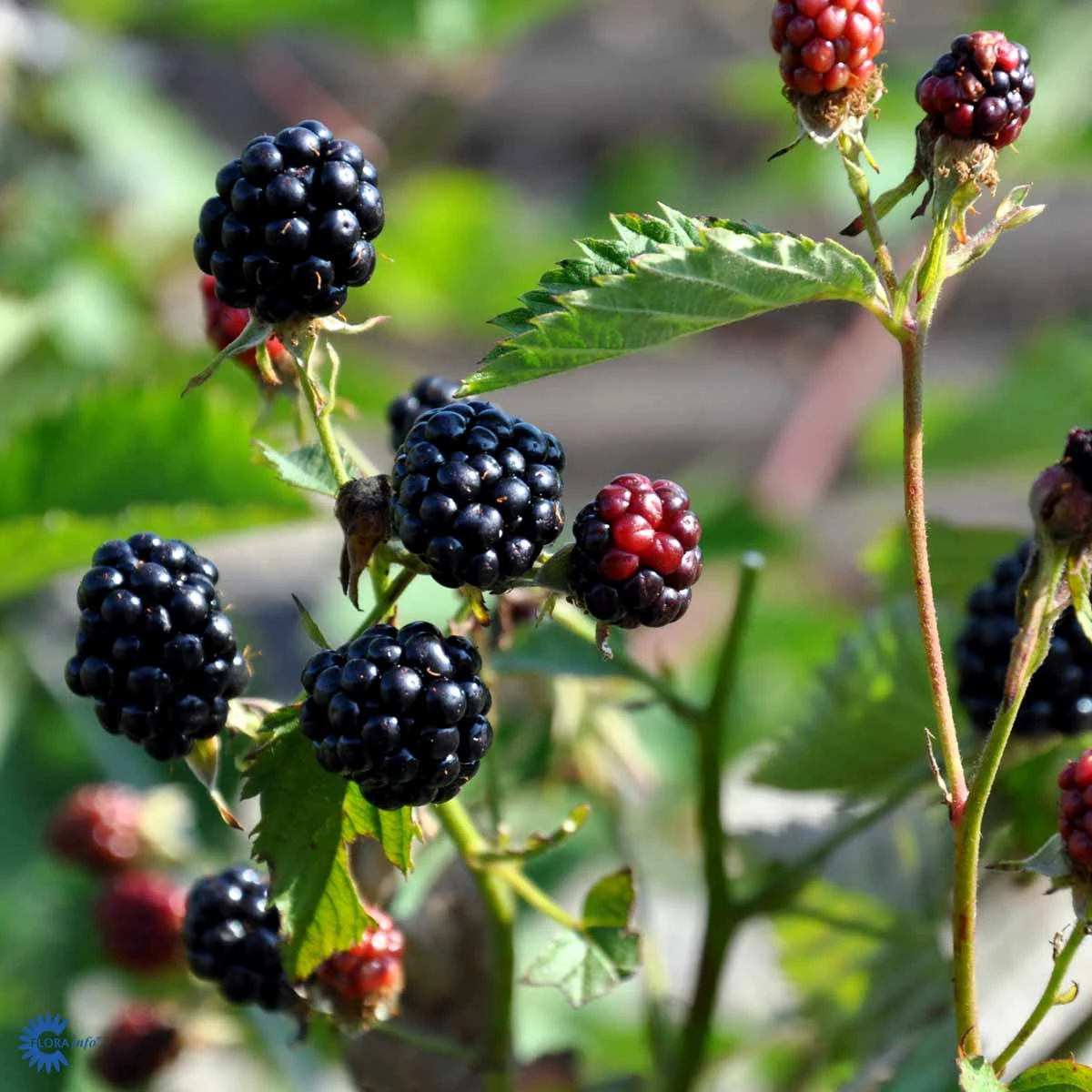 Tornfri brombær, Rubus fru. 'Navaho Big and Early', 5 liter potte ...
