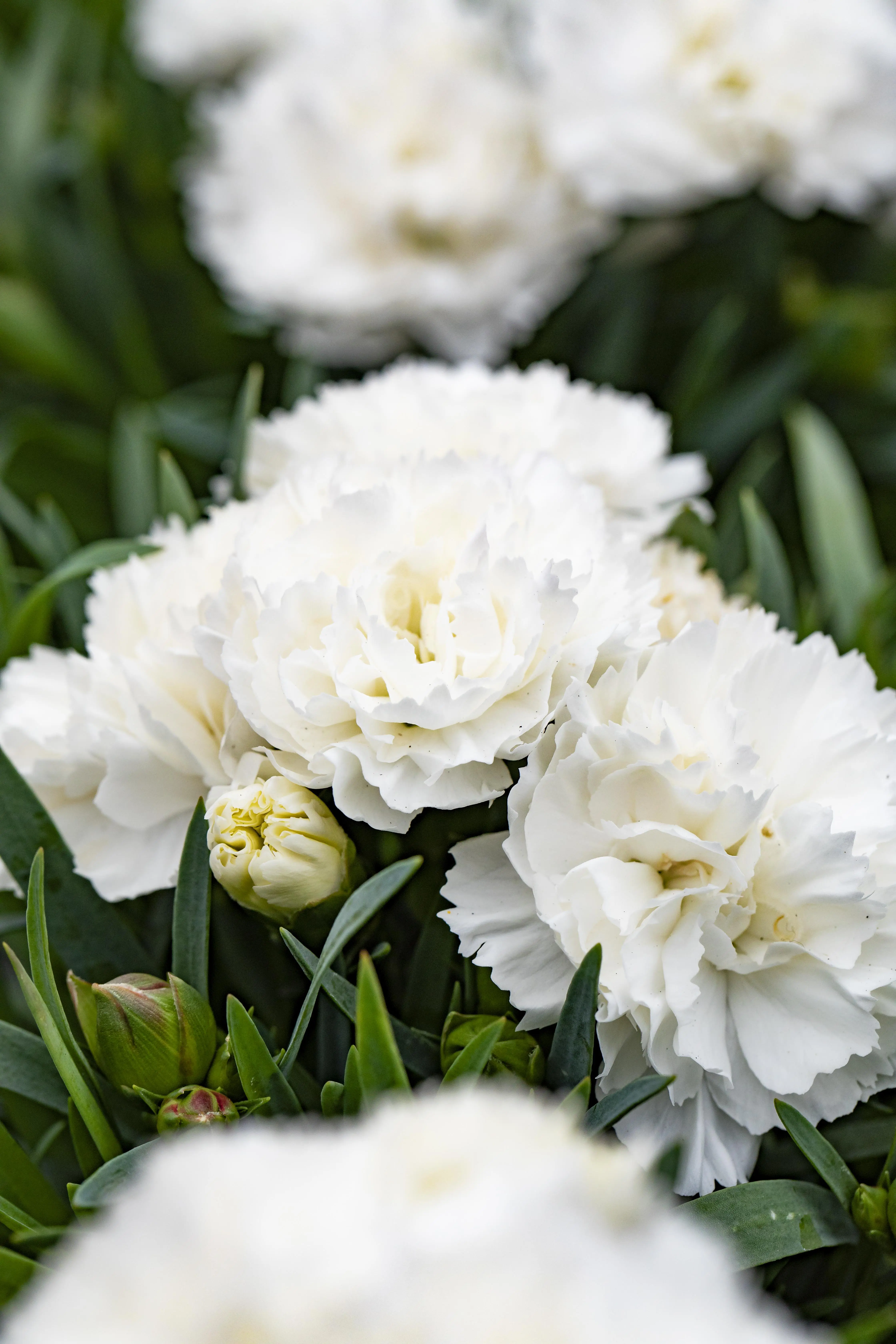Nellike , Dianthus 'Sunflor Cosmos', 11 cm potte | Plantorama