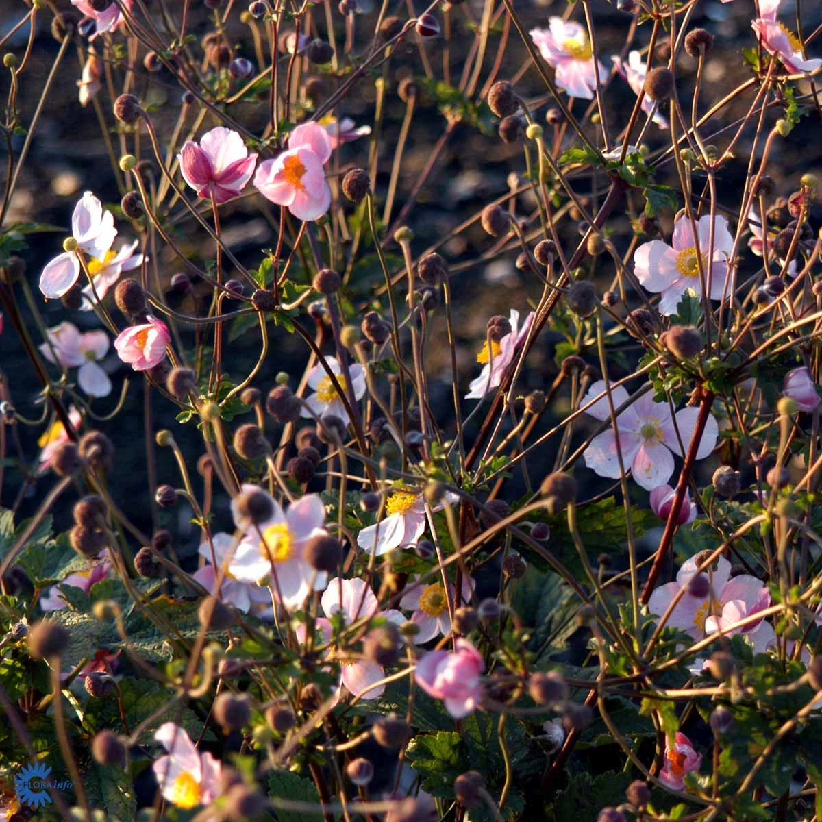 Engelsk rose, Rosa 'Claire Austin', 5 liter potte | Plantorama