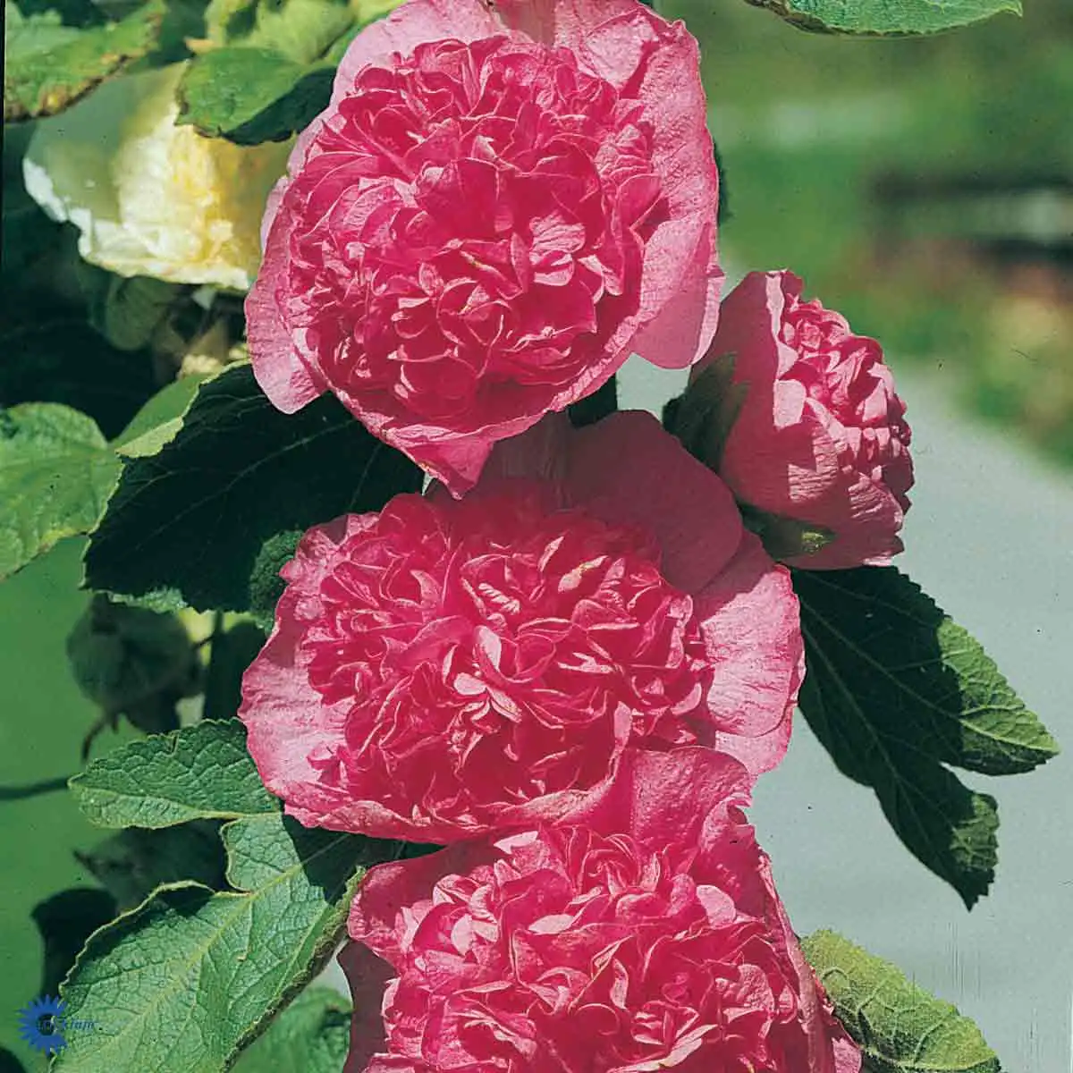 Stokrose, rød, Alcea ros. 'Pleniflora', 1 liter potte | Plantorama