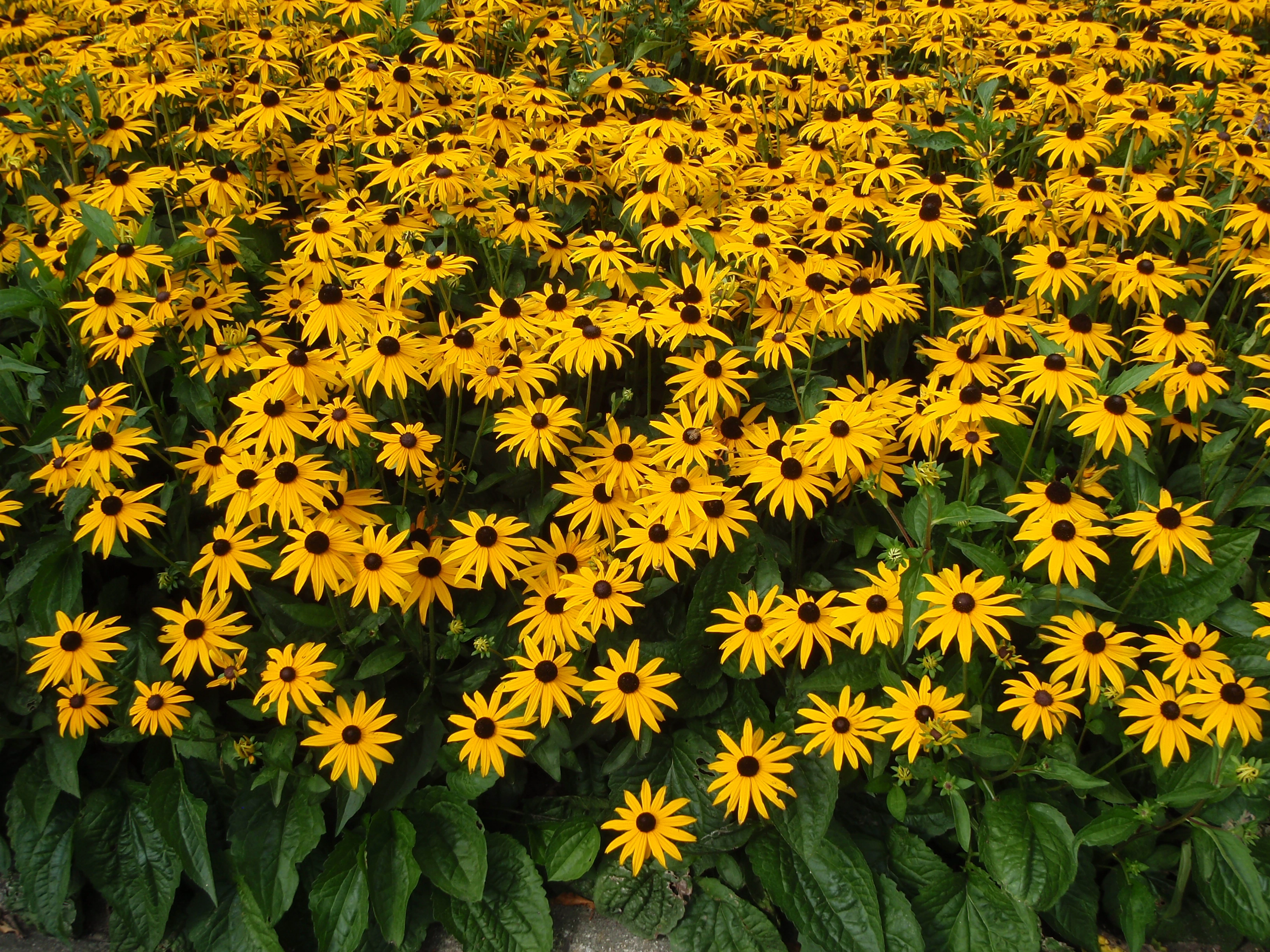Solhat, Rudbeckia ful. 'Goldsturm', 11 cm potte | Plantorama