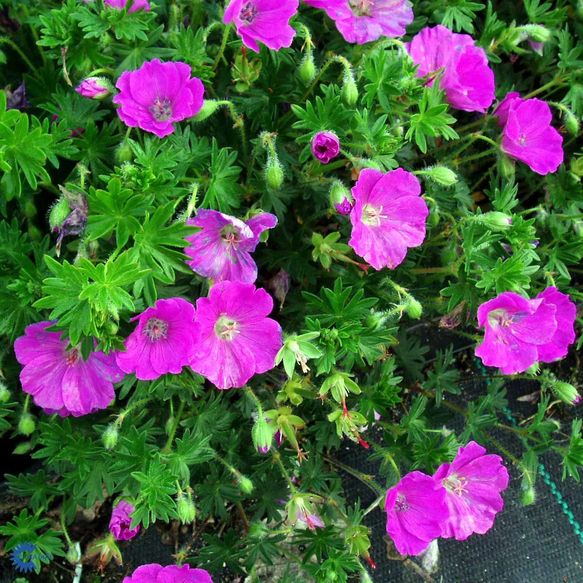 Storkenæb, Geranium san. 'Max Frei', 1 liter potte | Plantorama
