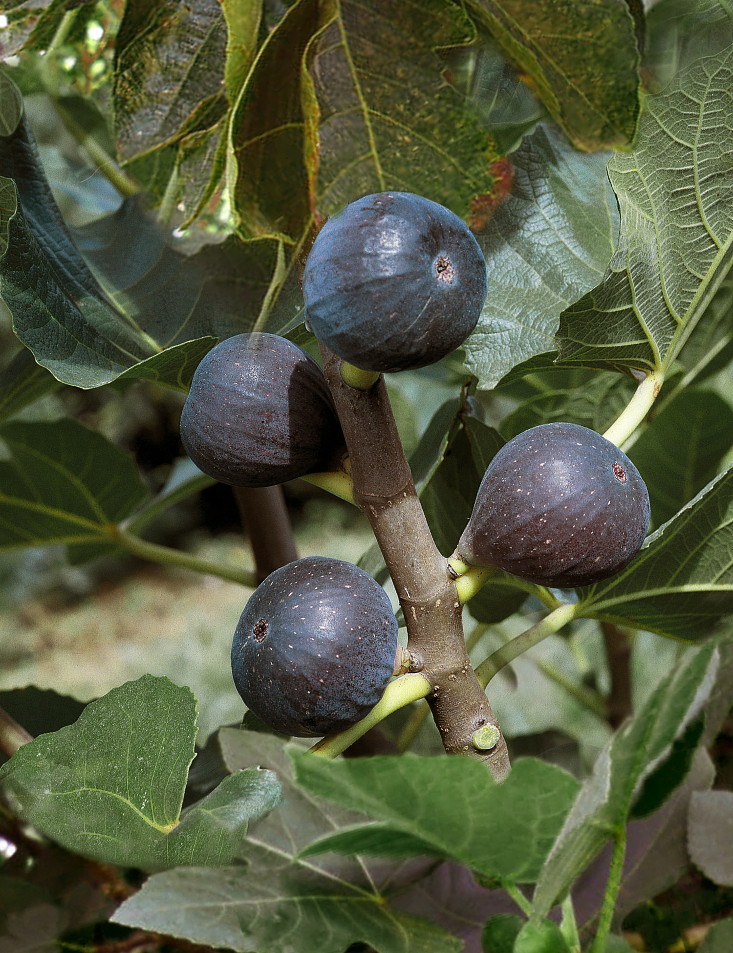 Bornholms Figen, Ficus car. 'Bornholm', 5 liter potte | Plantorama