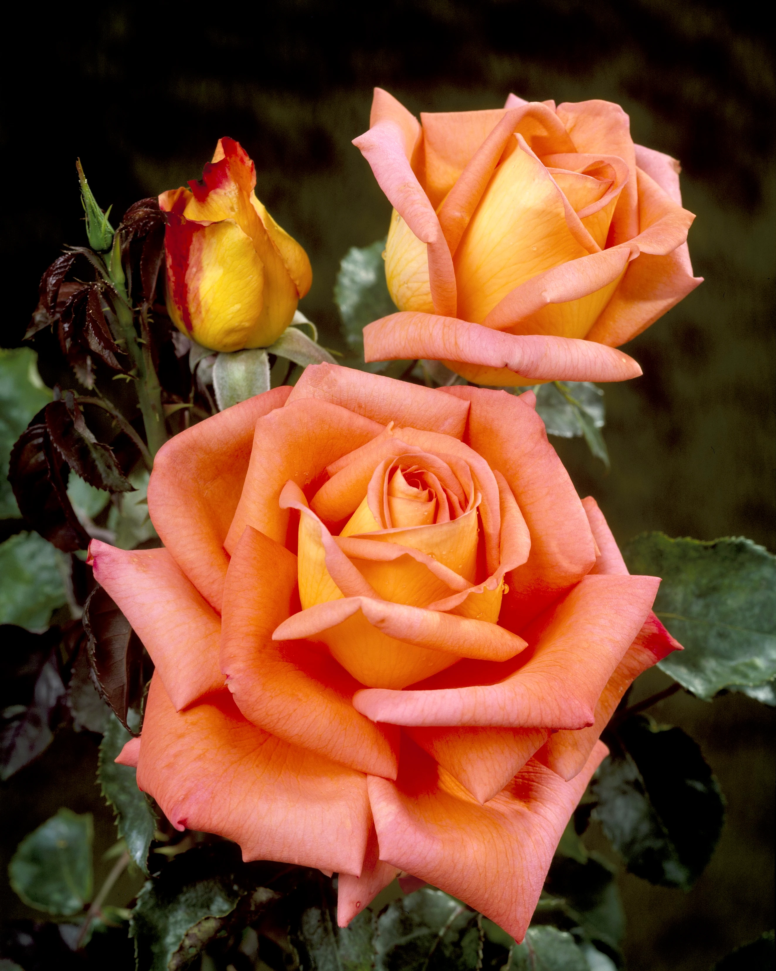 Storblomstret rose, Rosa 'Victor Borge', 4 liter potte | Plantorama
