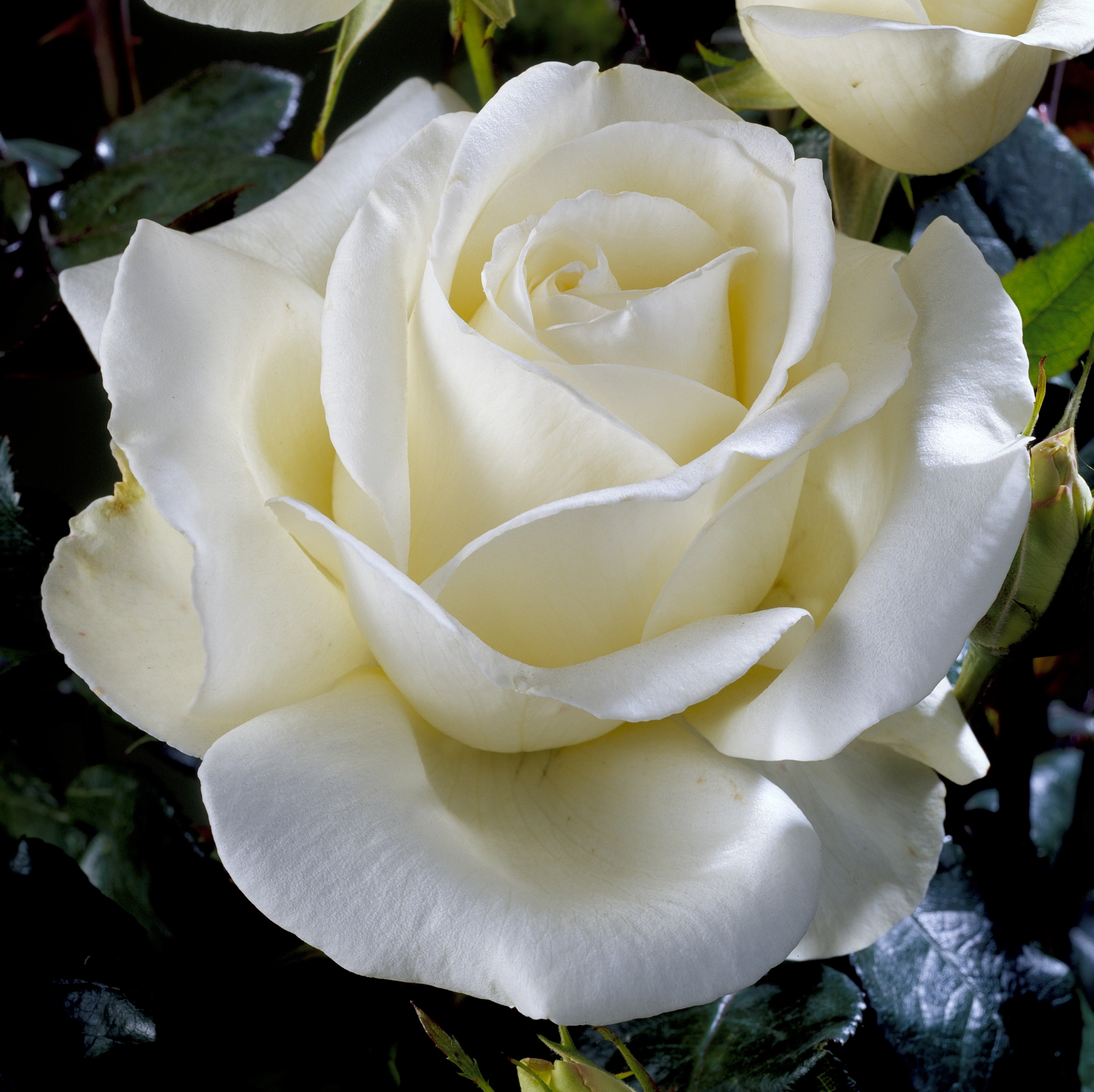 Storblomstret rose, Rosa 'Karen Blixen', 4 liter potte | Plantorama