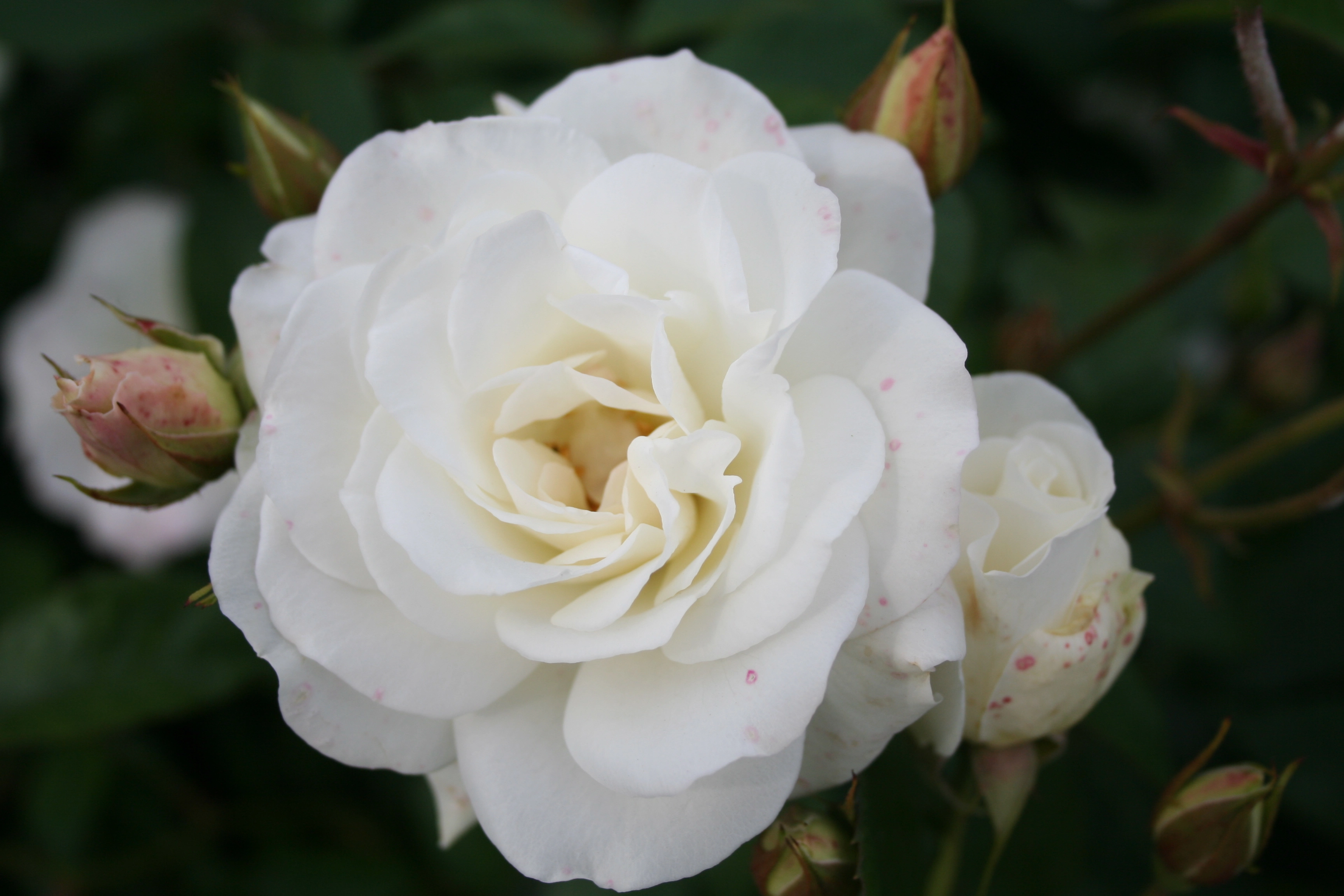 Buketrose, barrod, Rosa 'Schneewittchen®', | Plantorama