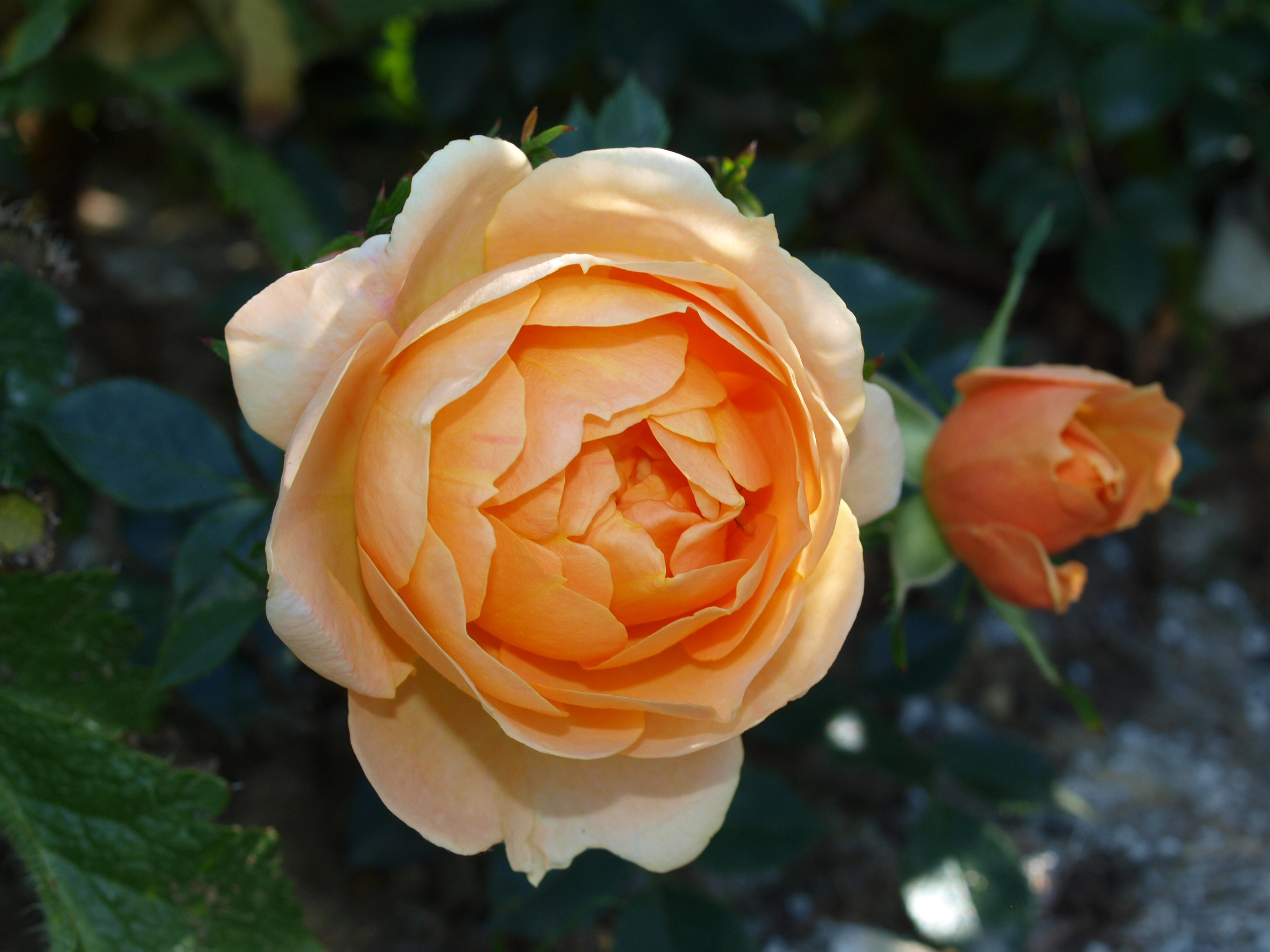 Bunddækkerose, Rosa 'Amber Cover', 4 liter potte | Plantorama